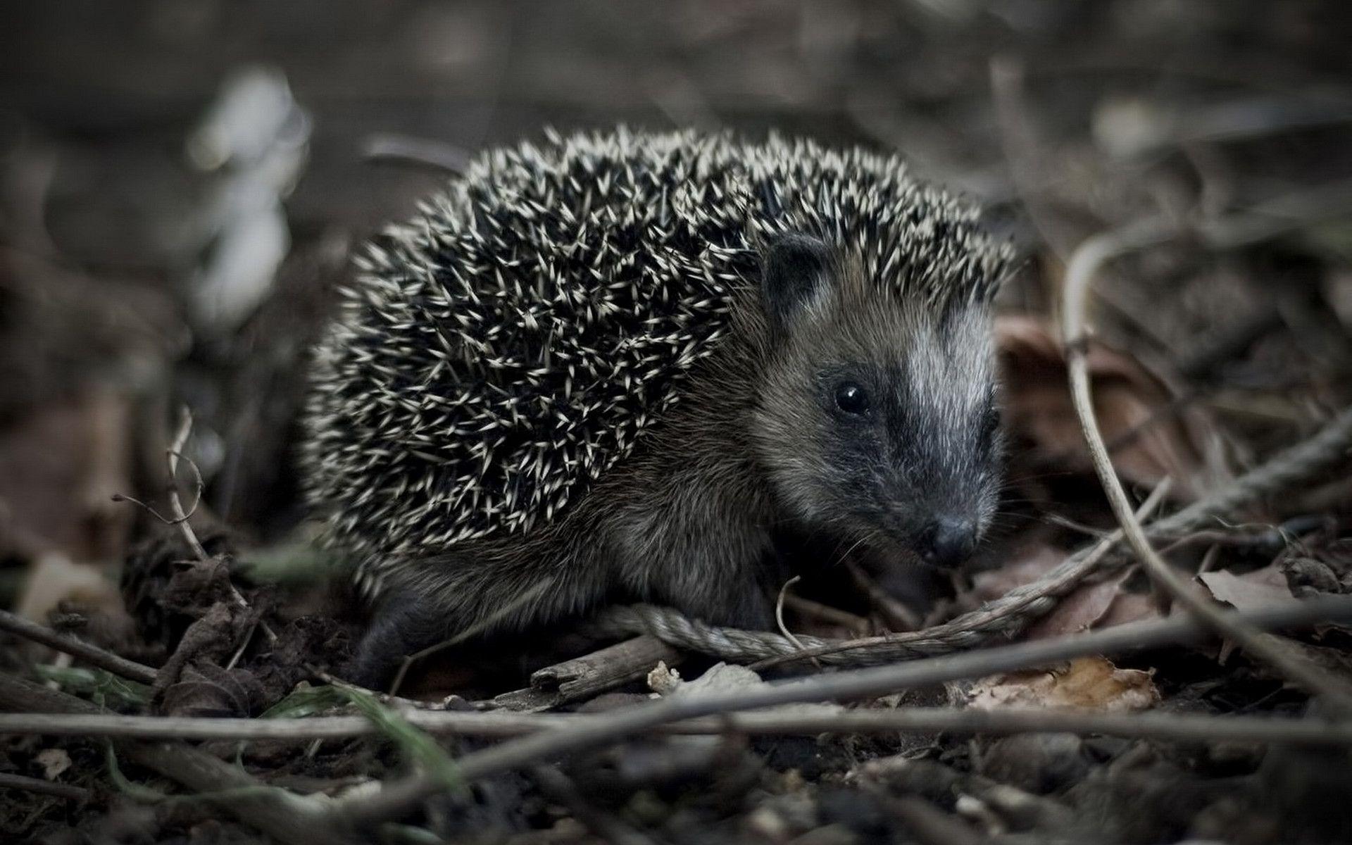 Baby Hedgehog Wallpapers - Top Free Baby Hedgehog Backgrounds ...