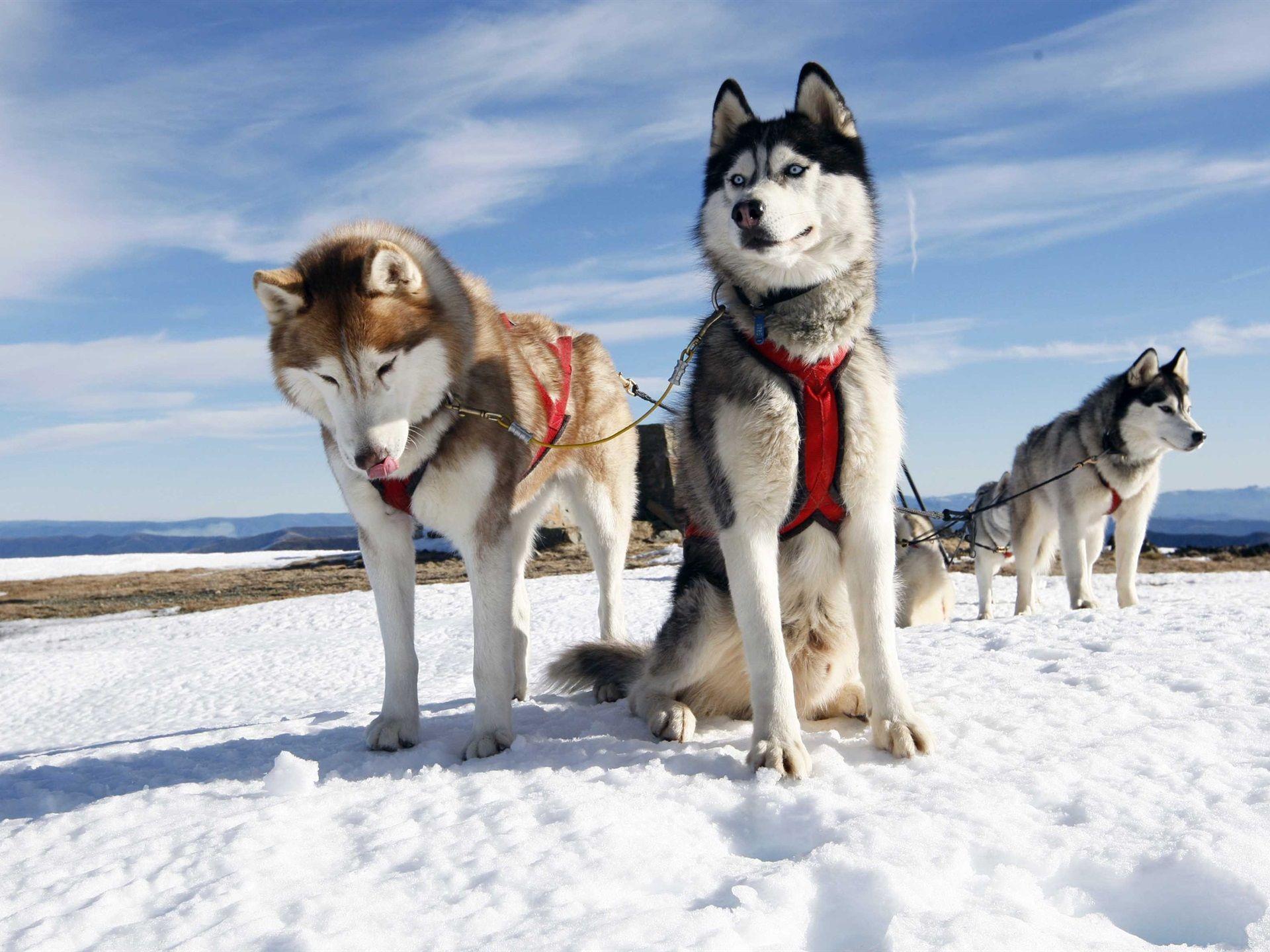 Sledding Wallpapers - Top Free Sledding Backgrounds - WallpaperAccess