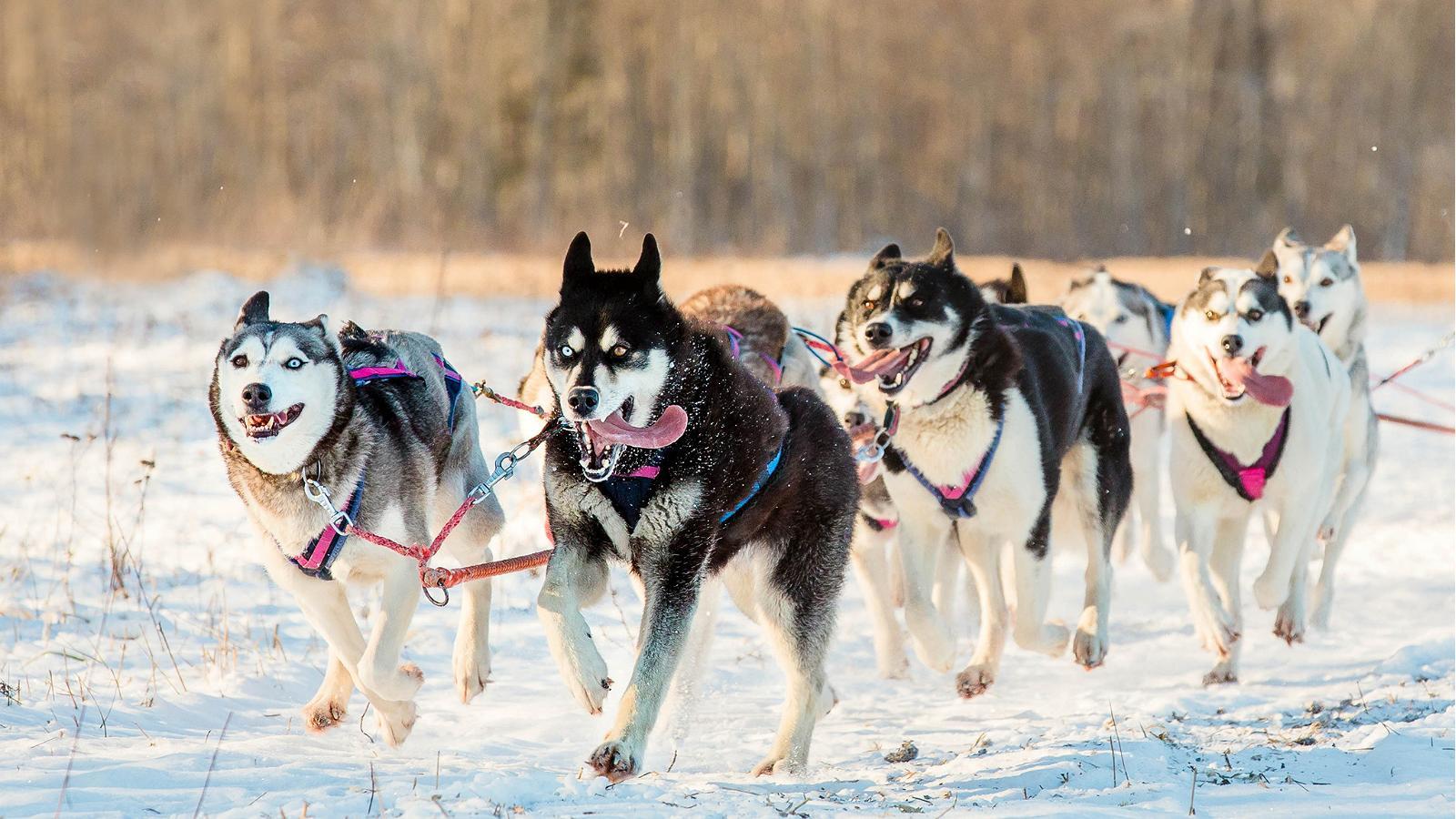 Sledding Wallpapers - Top Free Sledding Backgrounds - WallpaperAccess