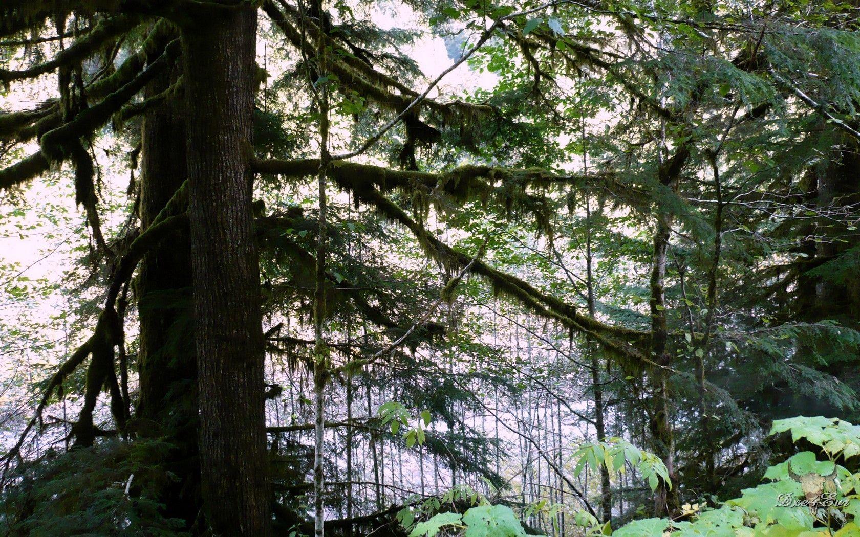 Pacific Northwest Desktop Wallpapers - Top Free Pacific Northwest ...