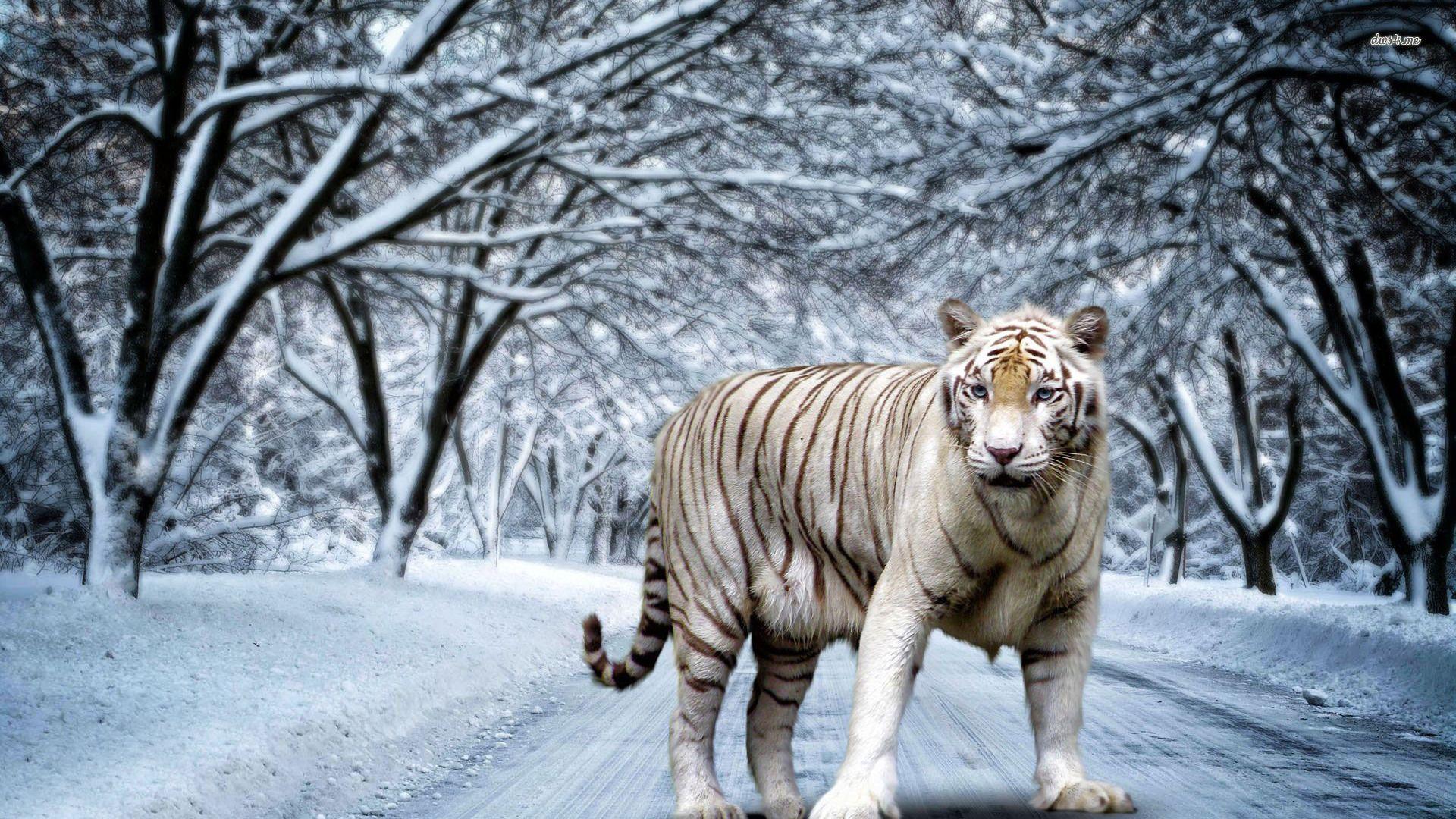 White Tiger Desktop Wallpapers - Top Free White Tiger Desktop ...