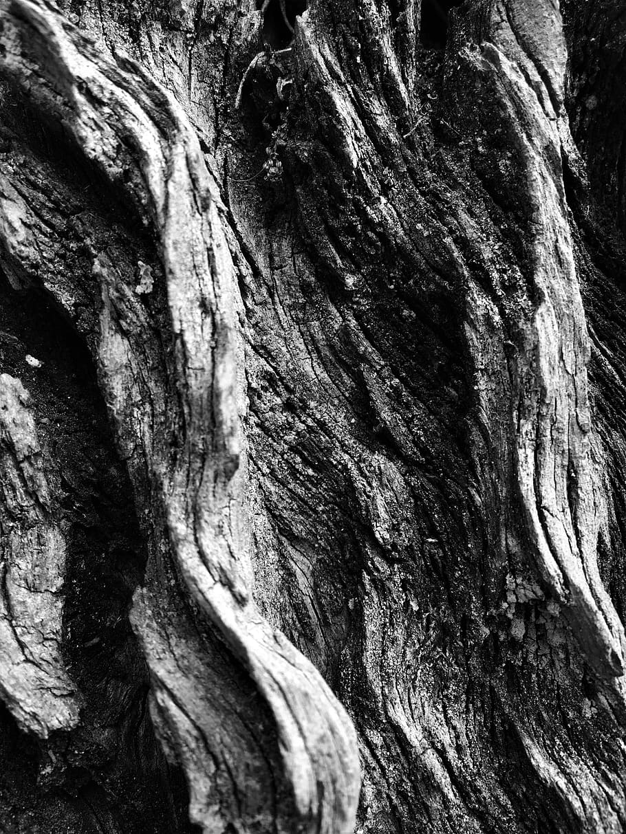 Bark Wallpapers - Top Free Bark Backgrounds - WallpaperAccess