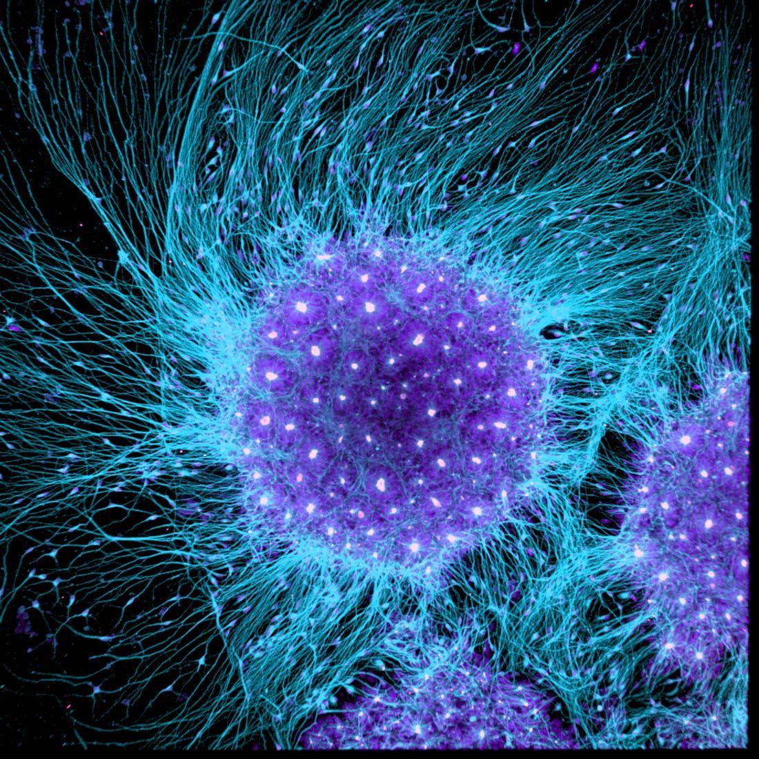 Microscopy Wallpapers - Top Free Microscopy Backgrounds - WallpaperAccess