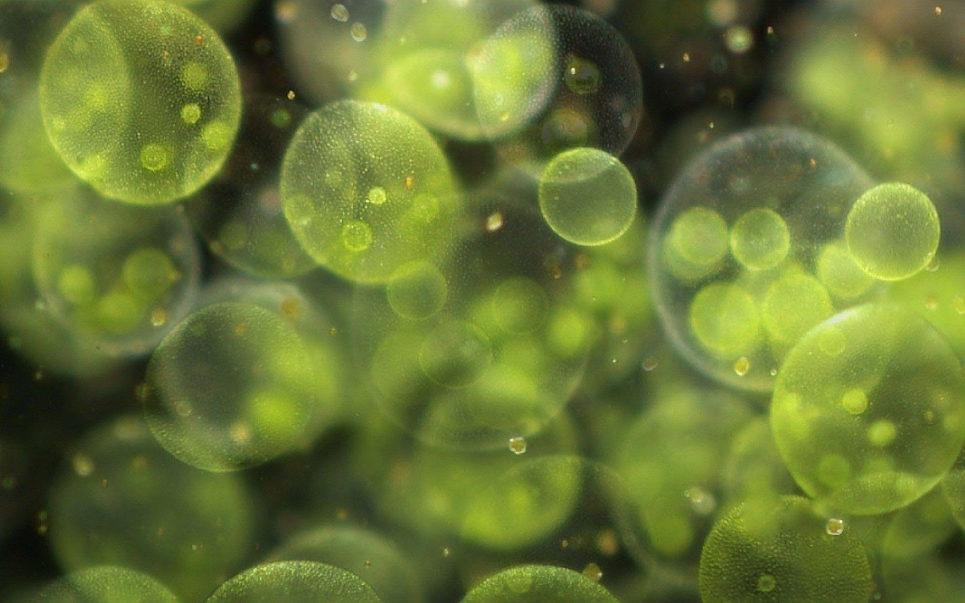 Microscopy Wallpapers - Top Free Microscopy Backgrounds - WallpaperAccess