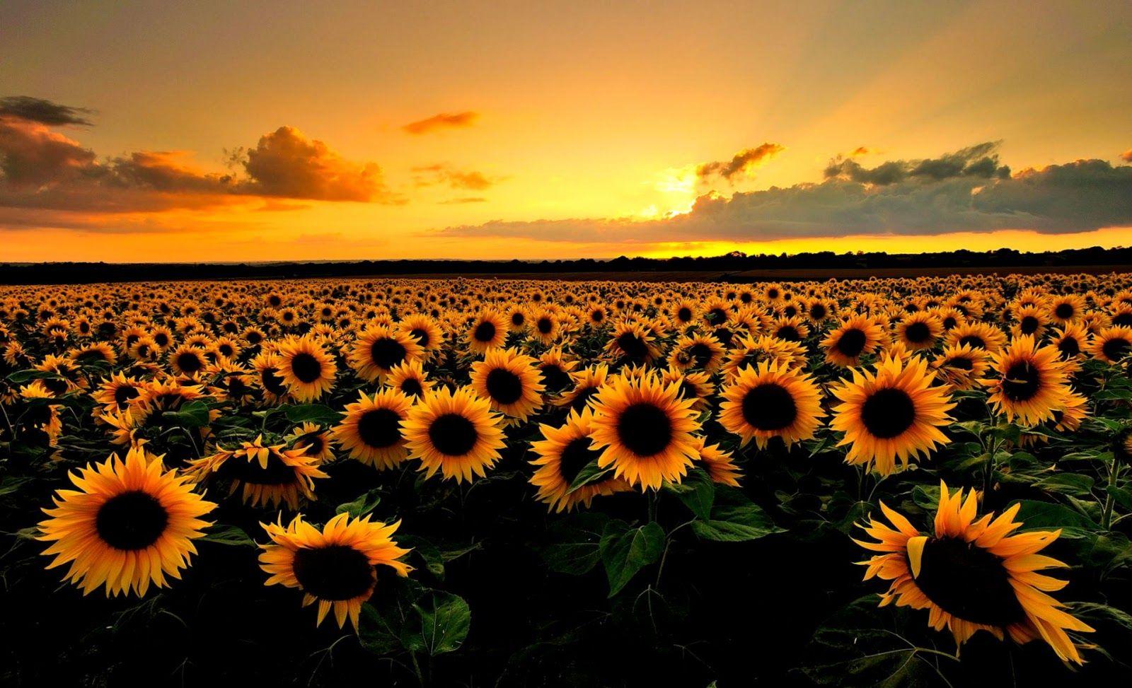 Country Scenes Wallpapers - Top Free Country Scenes Backgrounds ...