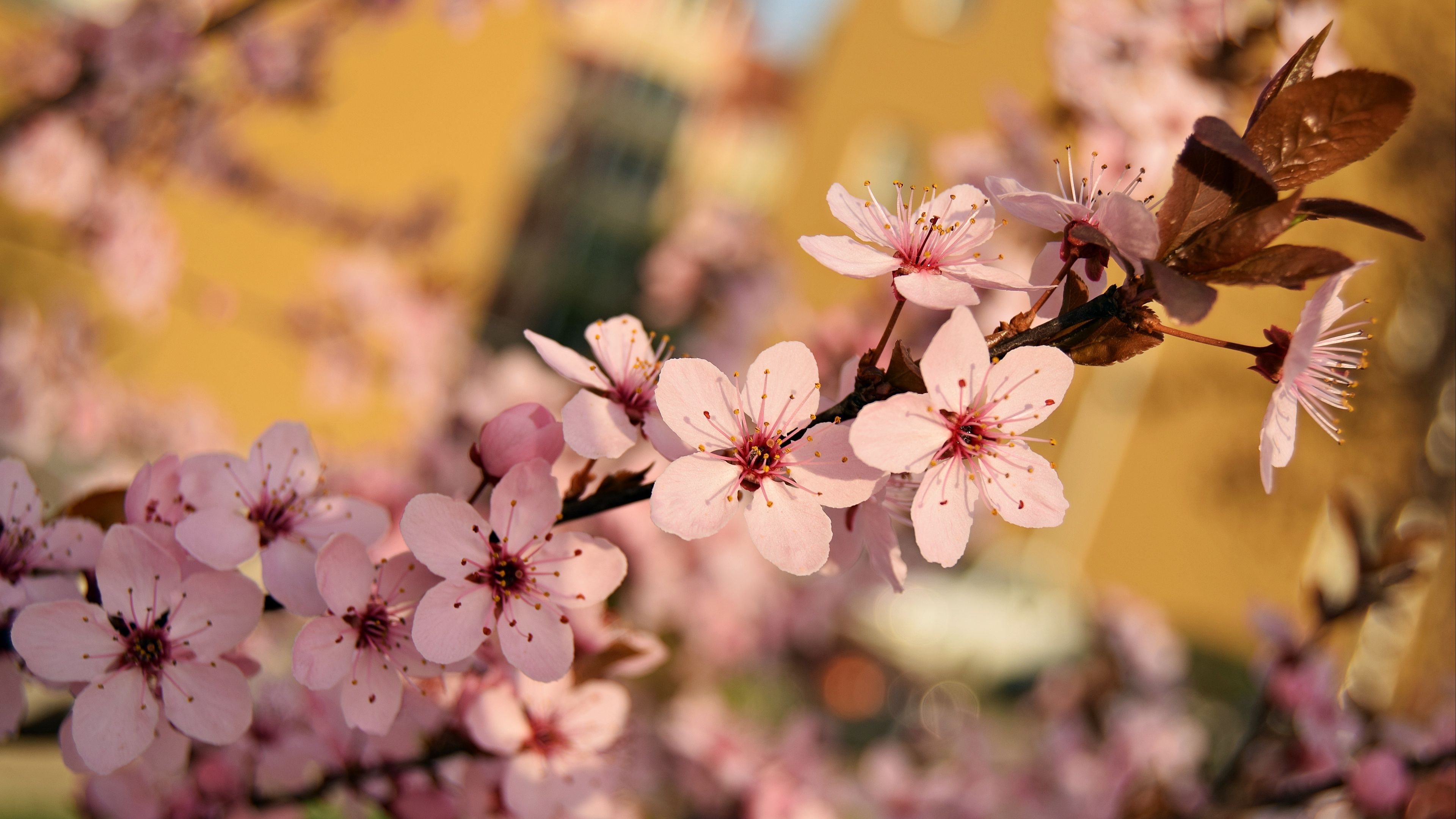3840X2160 Spring Wallpapers - Top Free 3840X2160 Spring Backgrounds ...