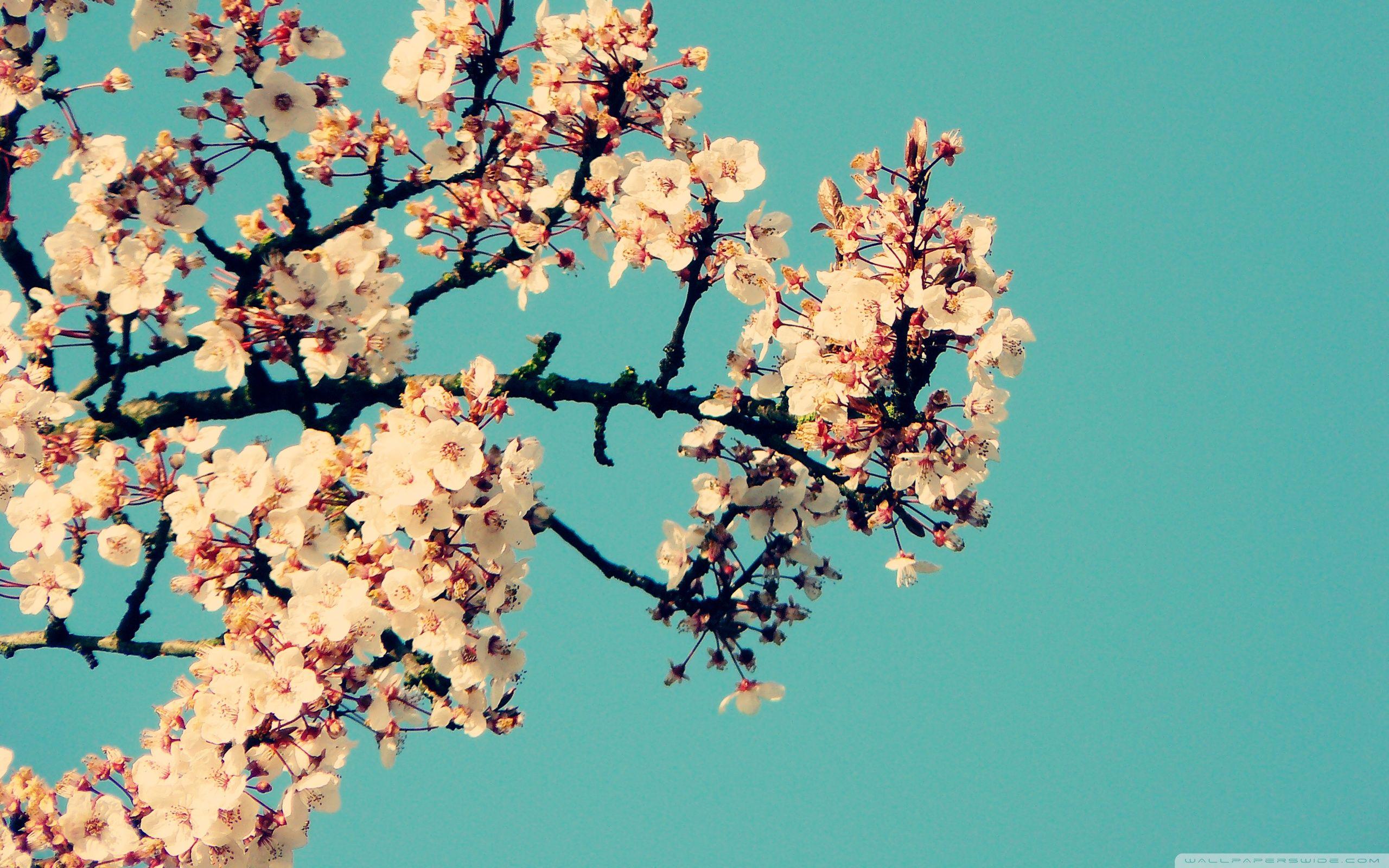 Blossom Tree Wallpapers - Top Free Blossom Tree Backgrounds ...