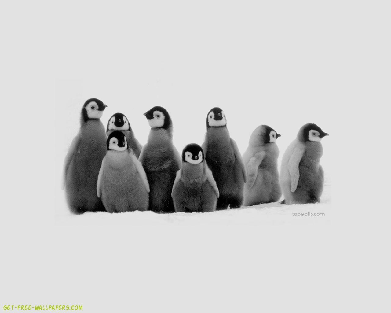 Cool Penguin Wallpapers - Top Free Cool Penguin Backgrounds ...
