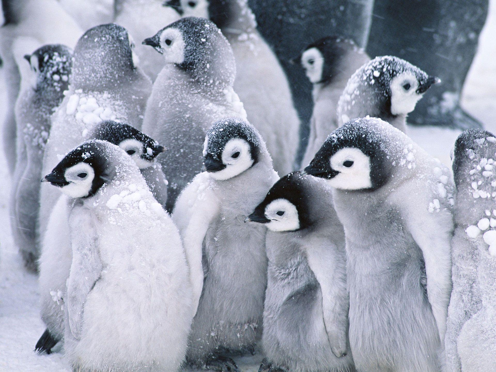 Cool Penguin Wallpapers - Top Free Cool Penguin Backgrounds ...