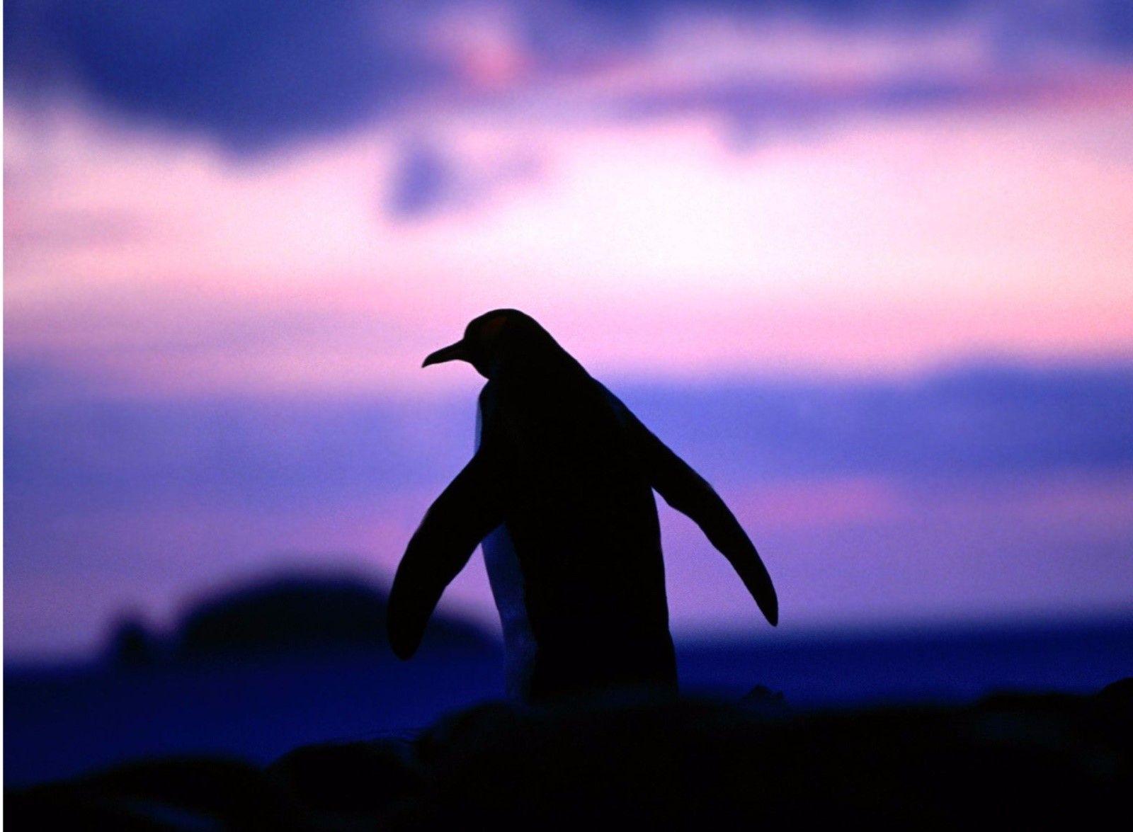 Pink Penguin Wallpapers - Top Free Pink Penguin Backgrounds ...