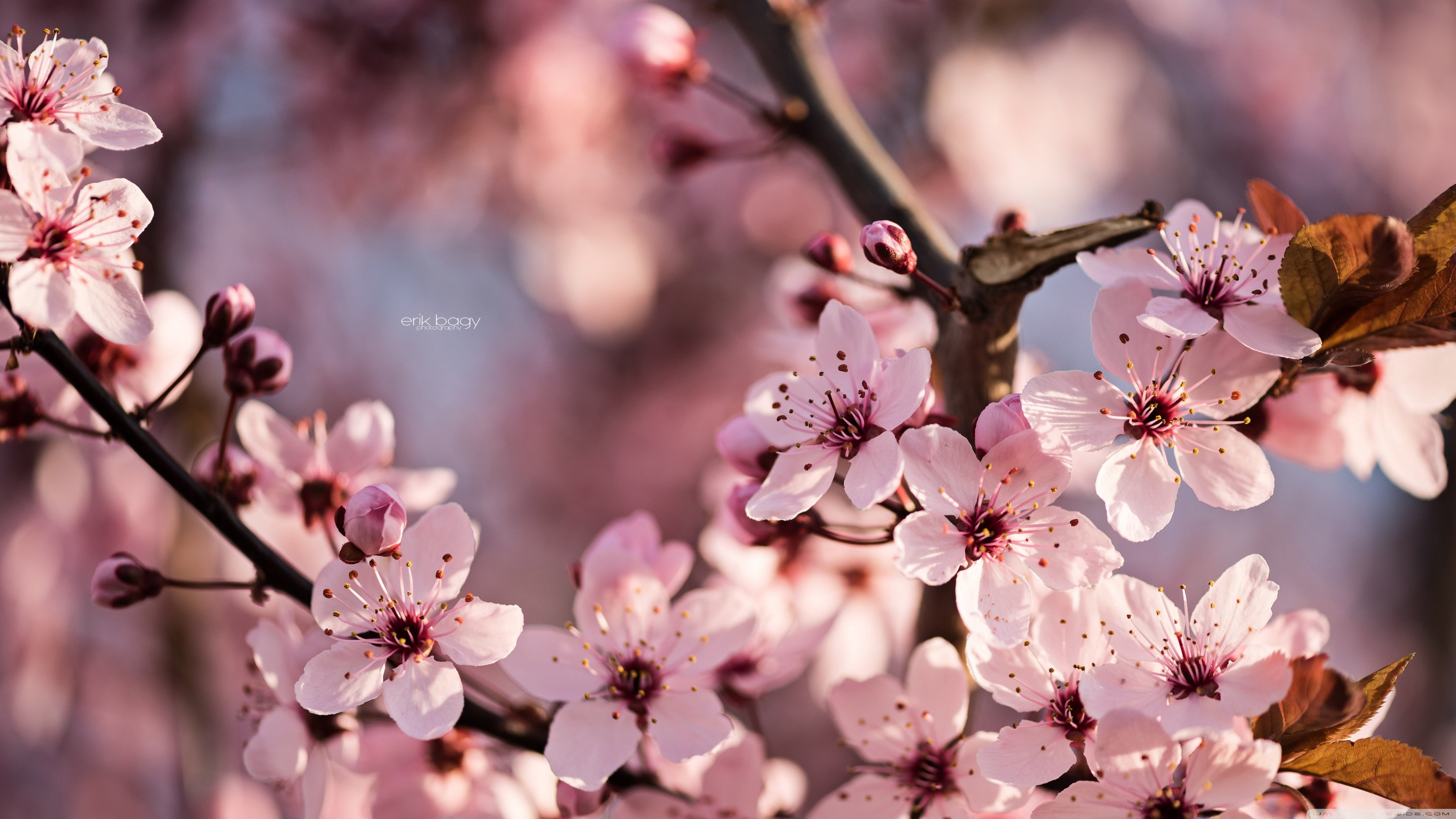 3820x1080 Wallpapers - Top Free 3820x1080 Backgrounds - WallpaperAccess