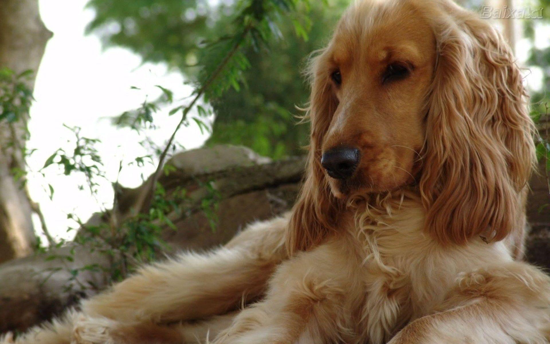 Cocker Spaniel Wallpapers - Top Free Cocker Spaniel Backgrounds ...