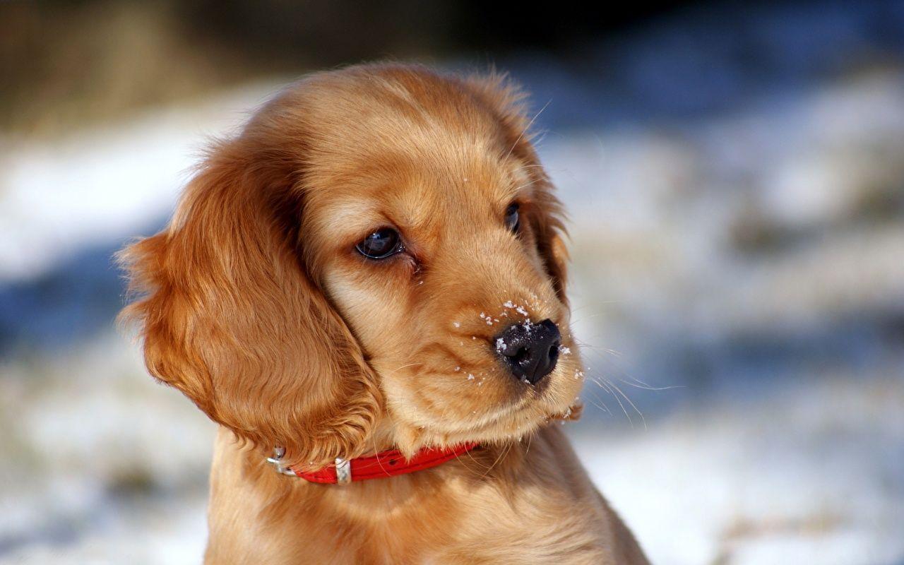Cocker Spaniel Wallpapers - Top Free Cocker Spaniel Backgrounds ...