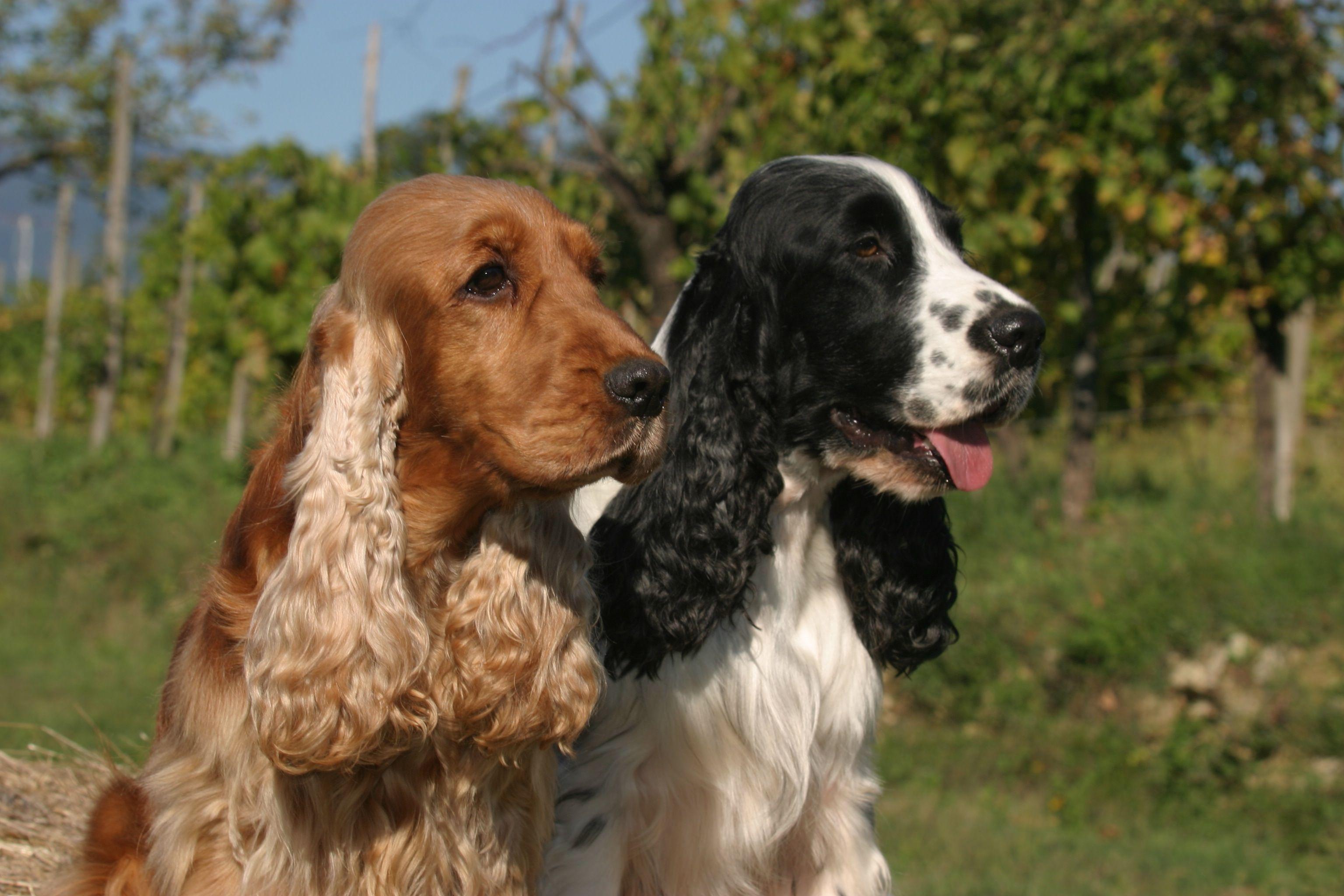 Cocker Spaniel Wallpapers - Top Free Cocker Spaniel Backgrounds ...