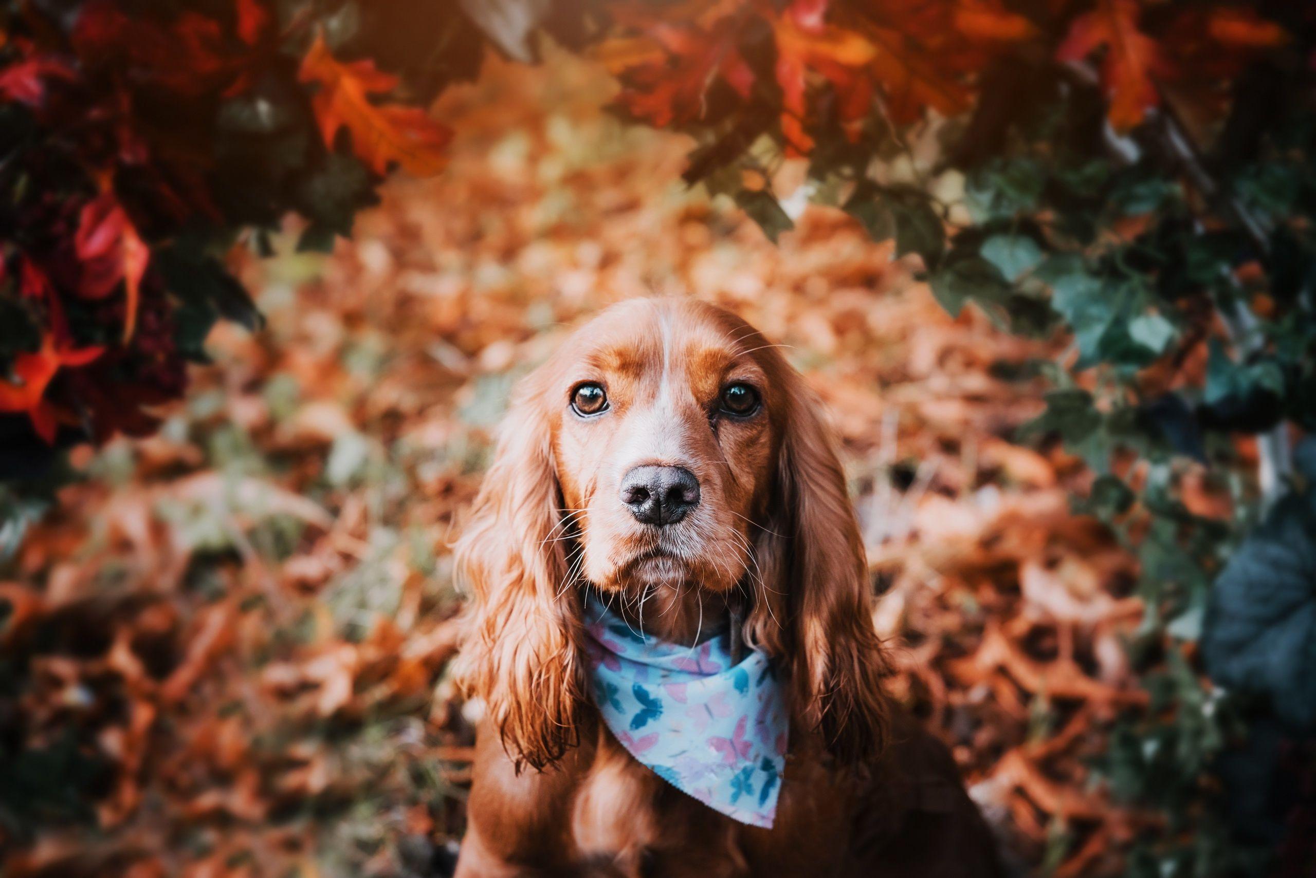 Cocker Spaniel Wallpapers - Top Free Cocker Spaniel Backgrounds ...