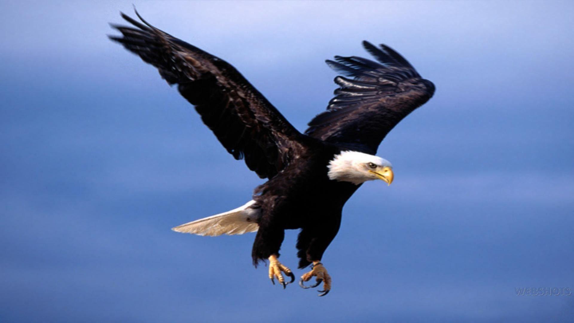 Flying Eagle Wallpapers - Top Free Flying Eagle Backgrounds ...