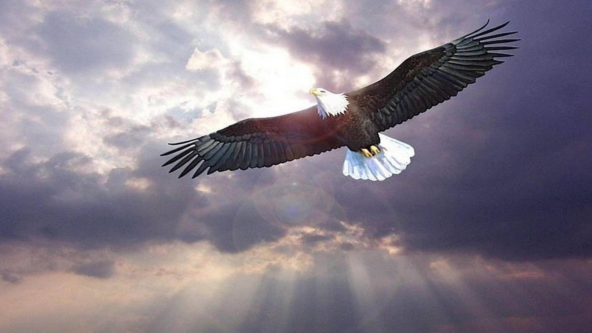 Flying Eagle Wallpapers - Top Free Flying Eagle Backgrounds - WallpaperAccess