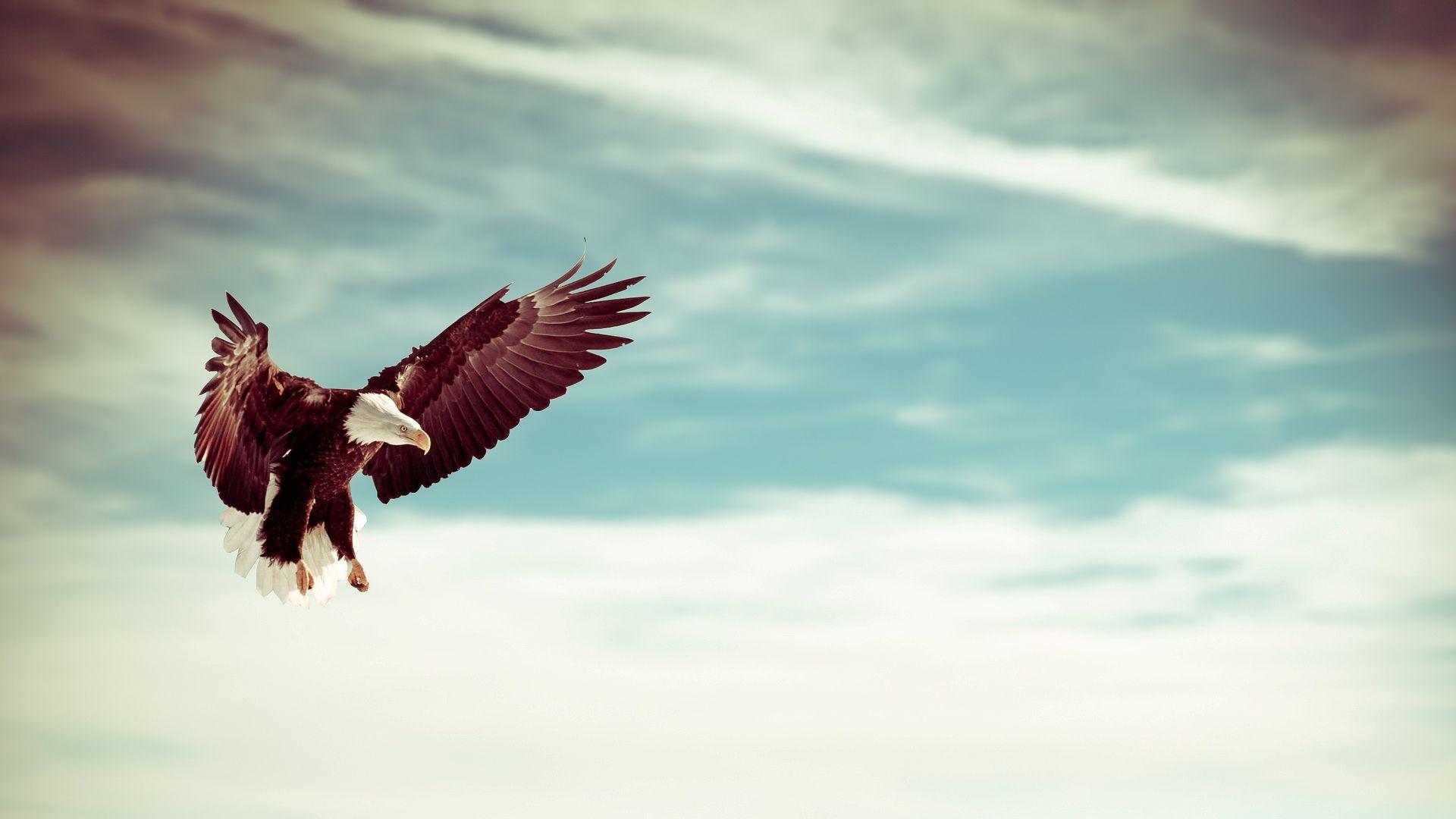 Flying Eagle Wallpapers - Top Free Flying Eagle Backgrounds - WallpaperAccess