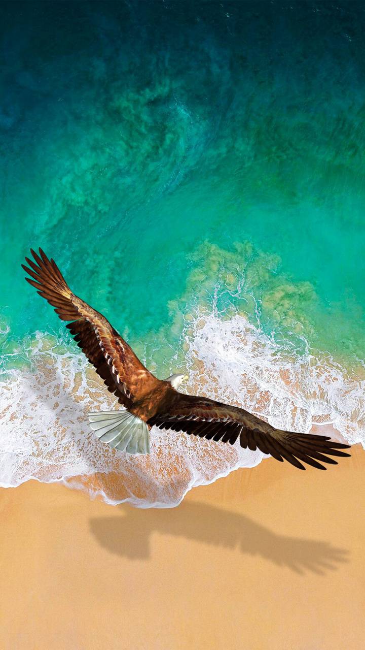 Flying Eagle Wallpapers - Top Free Flying Eagle Backgrounds - WallpaperAccess
