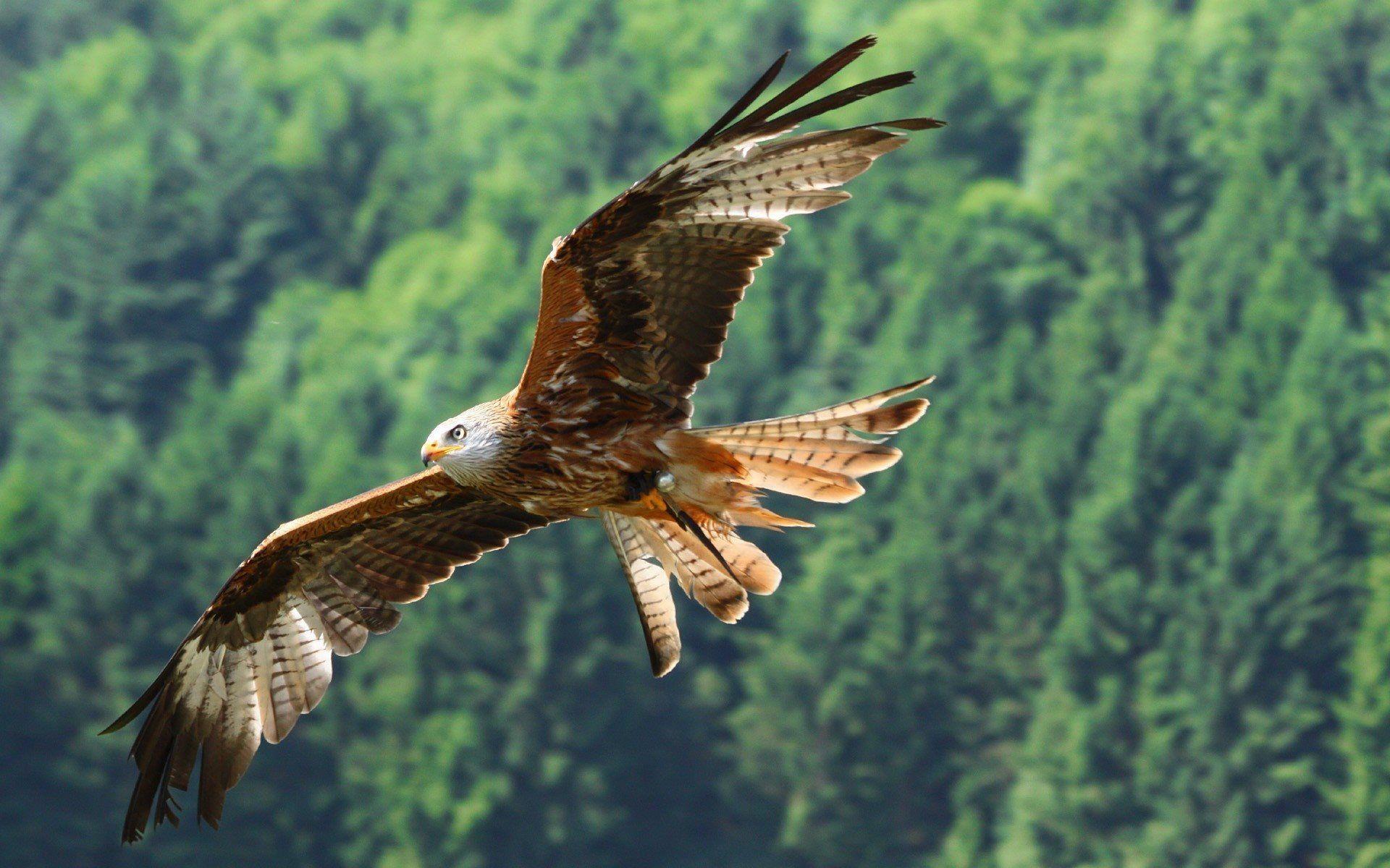 Eagle Flying HD Wallpapers - Top Free Eagle Flying HD Backgrounds - WallpaperAccess