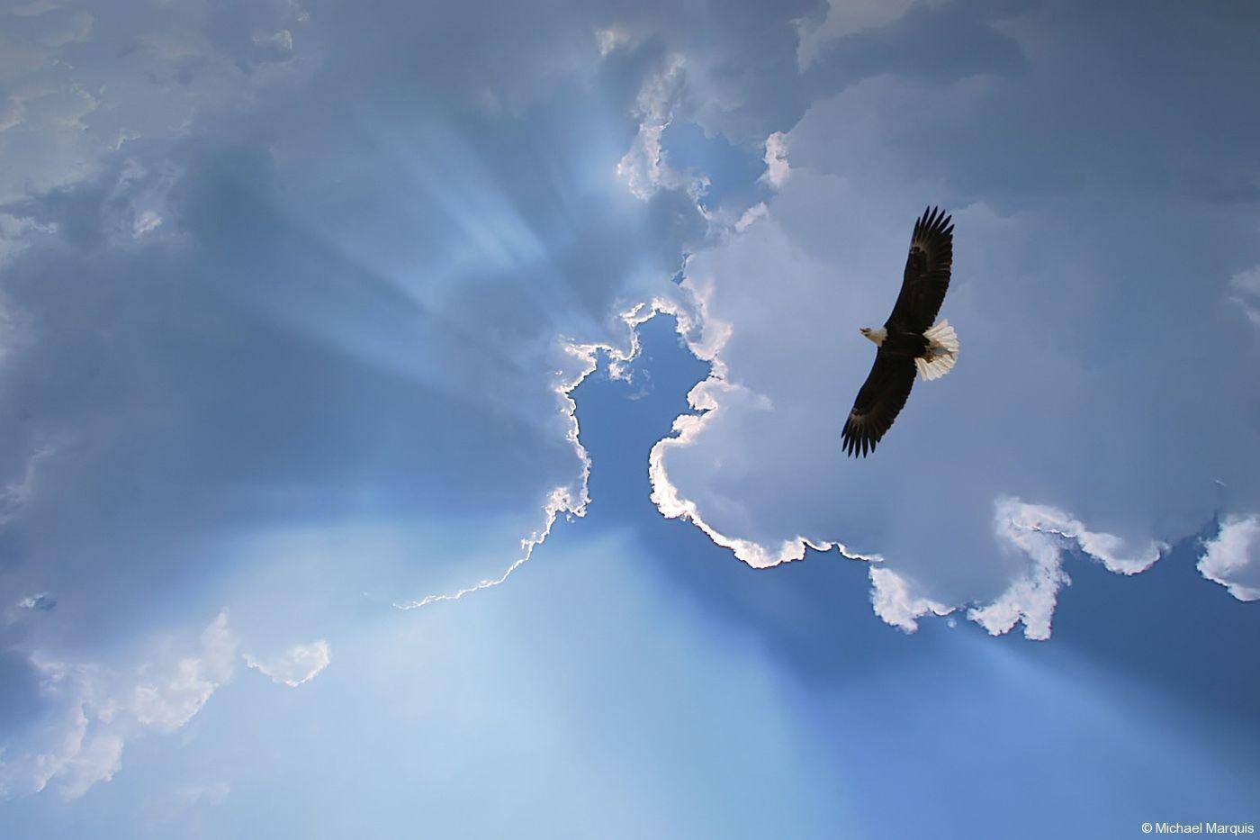 Flying Eagle Wallpapers - Top Free Flying Eagle Backgrounds ...