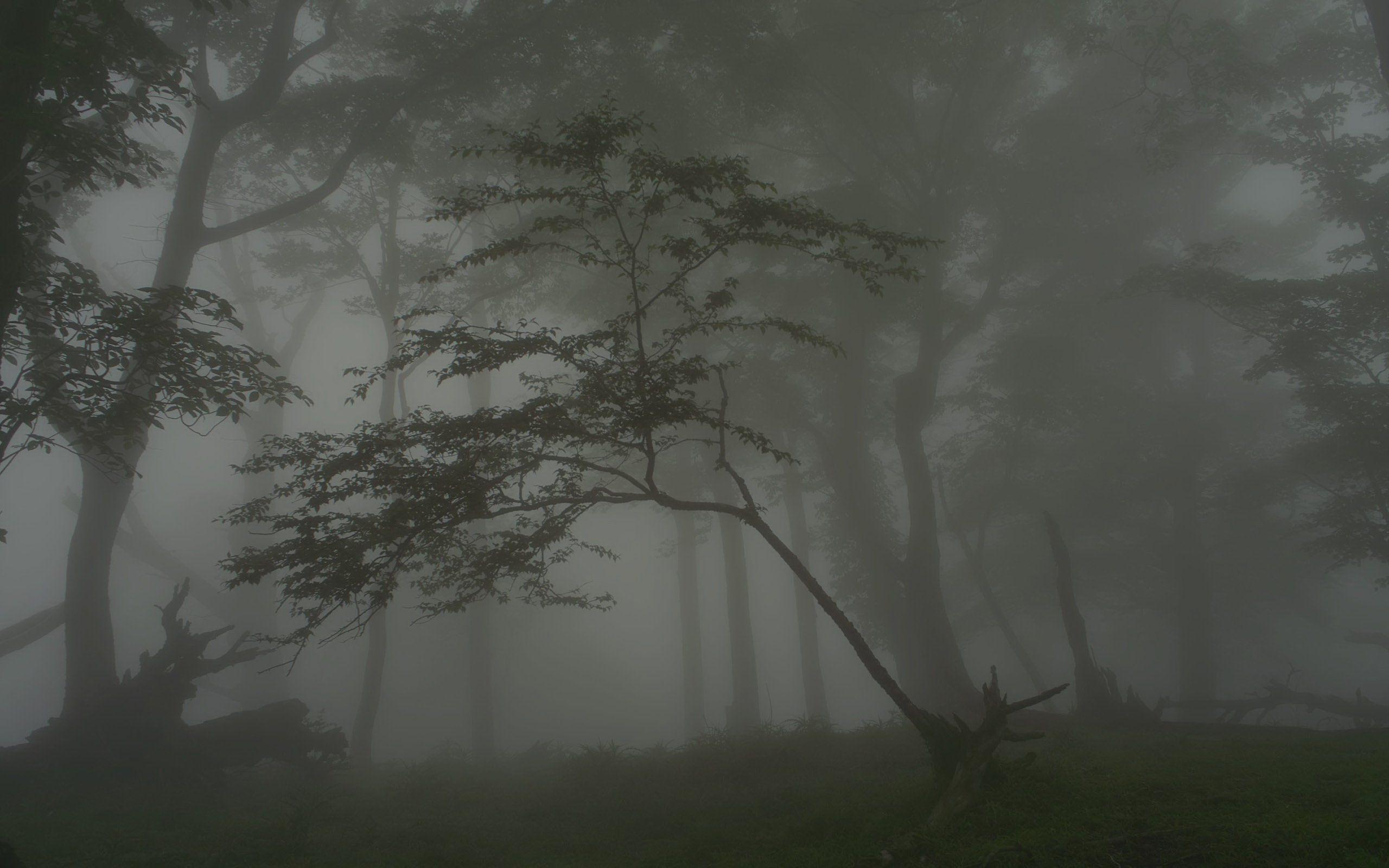 Mist Wallpapers - Top Free Mist Backgrounds - WallpaperAccess