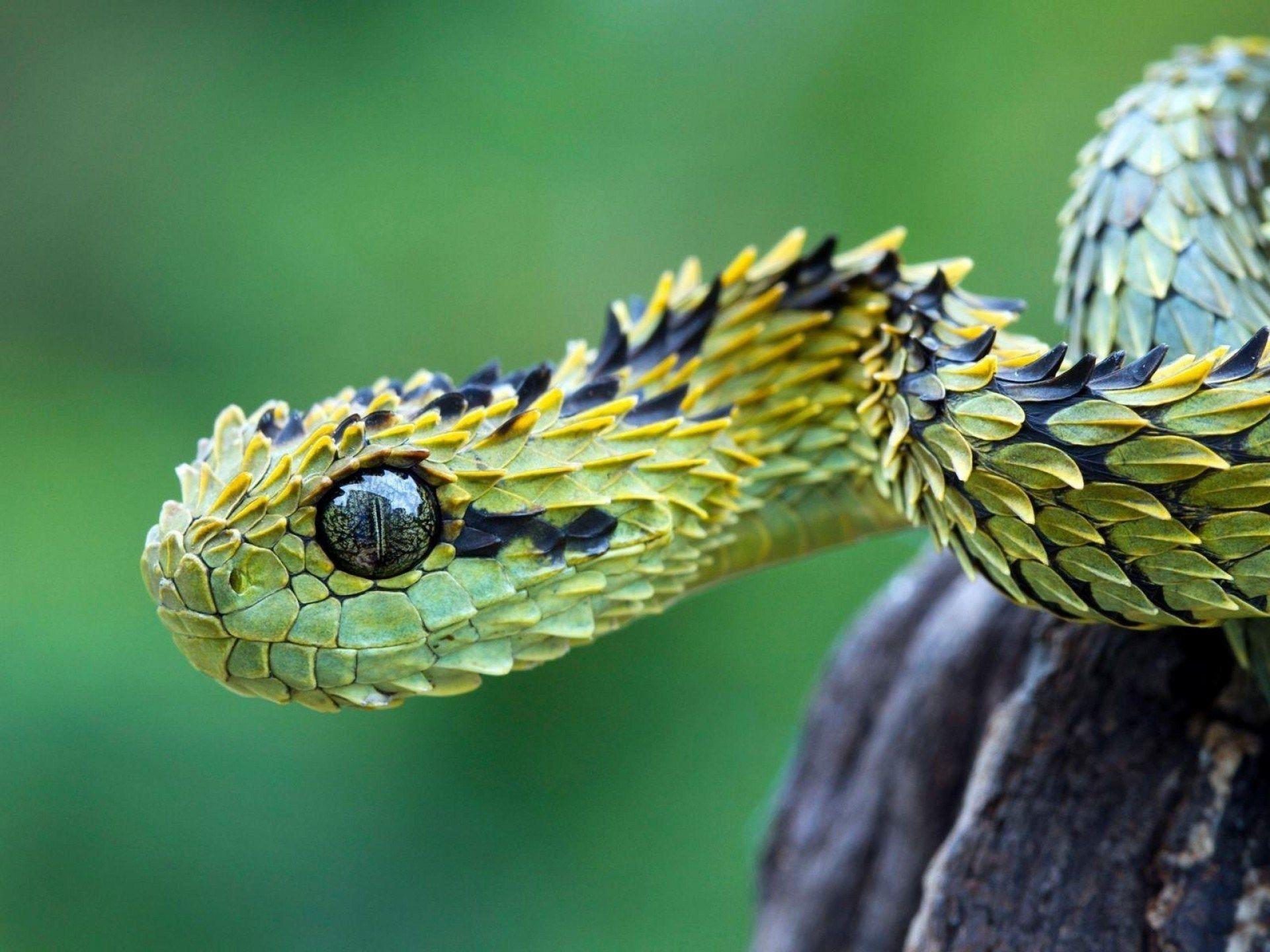 Ultra HD Snakes Wallpapers - Top Free Ultra HD Snakes Backgrounds ...