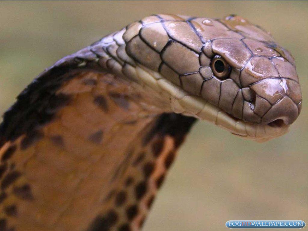 Ultra HD Snakes Wallpapers - Top Free Ultra HD Snakes Backgrounds ...