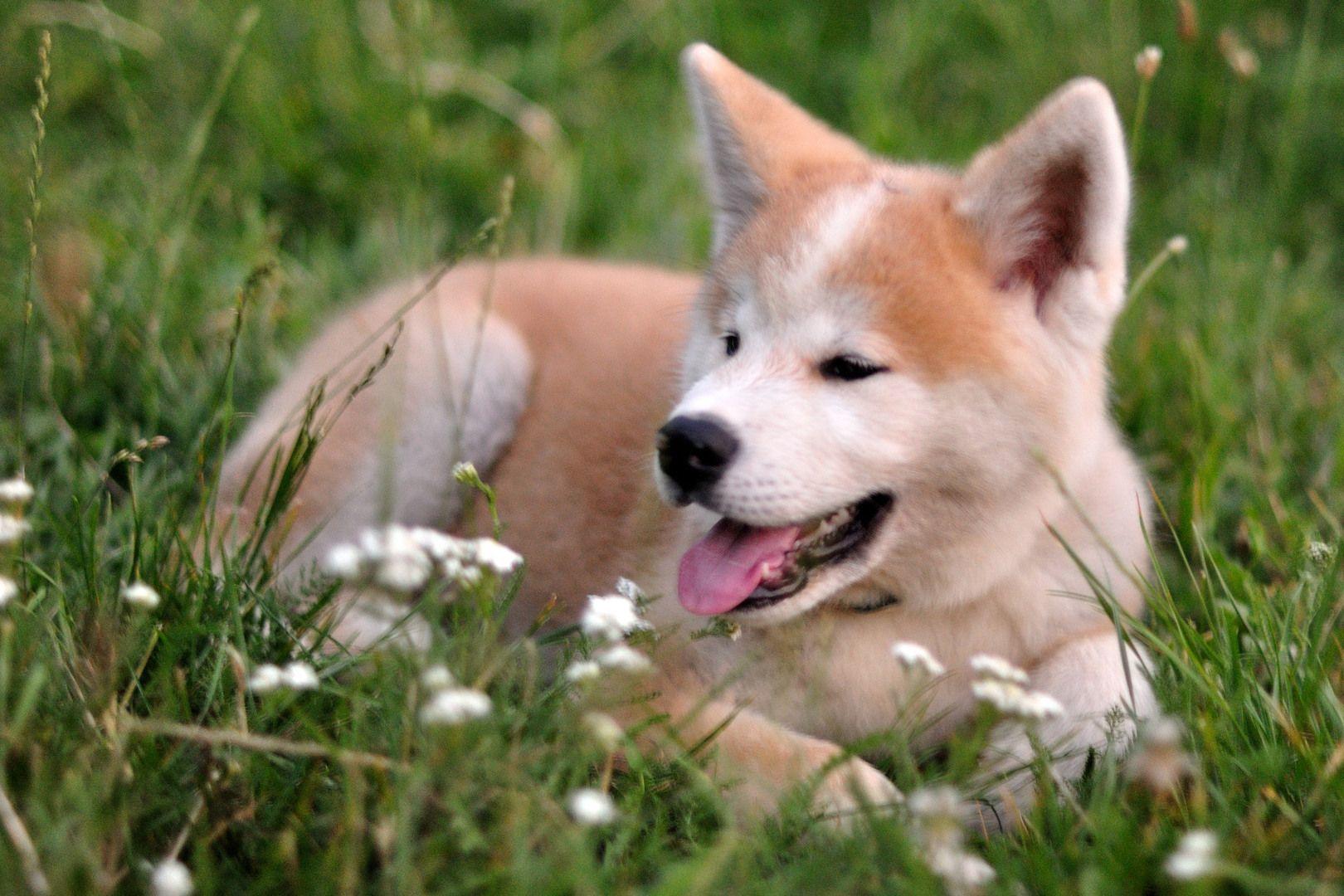 Akita Inu Wallpapers - Top Free Akita Inu Backgrounds - WallpaperAccess