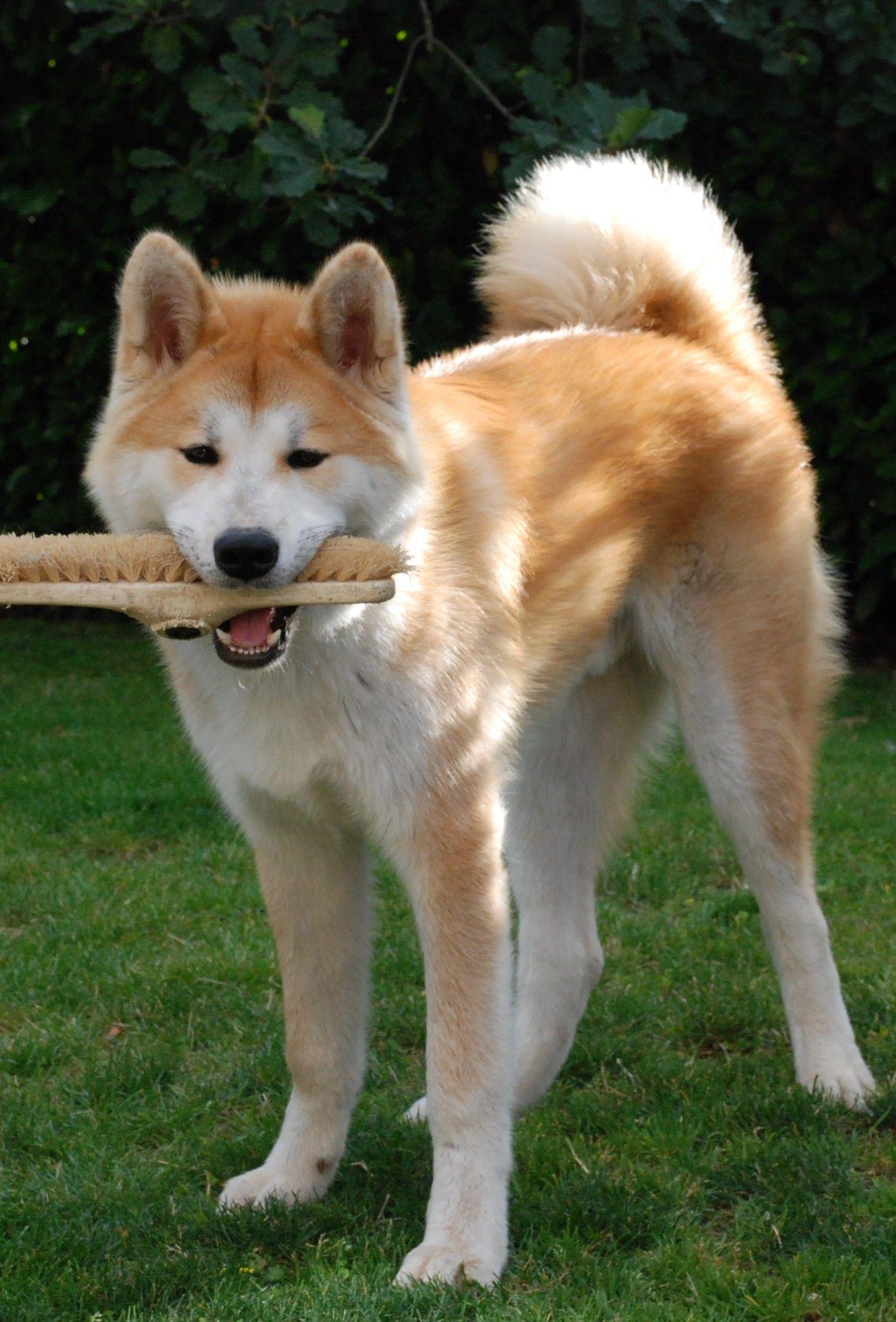 Akita Inu Wallpapers - Top Free Akita Inu Backgrounds - WallpaperAccess
