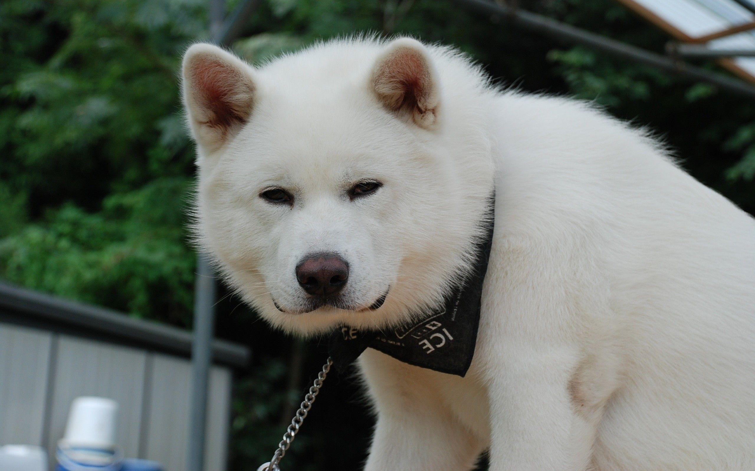 Akita Inu Wallpapers - Top Free Akita Inu Backgrounds - WallpaperAccess