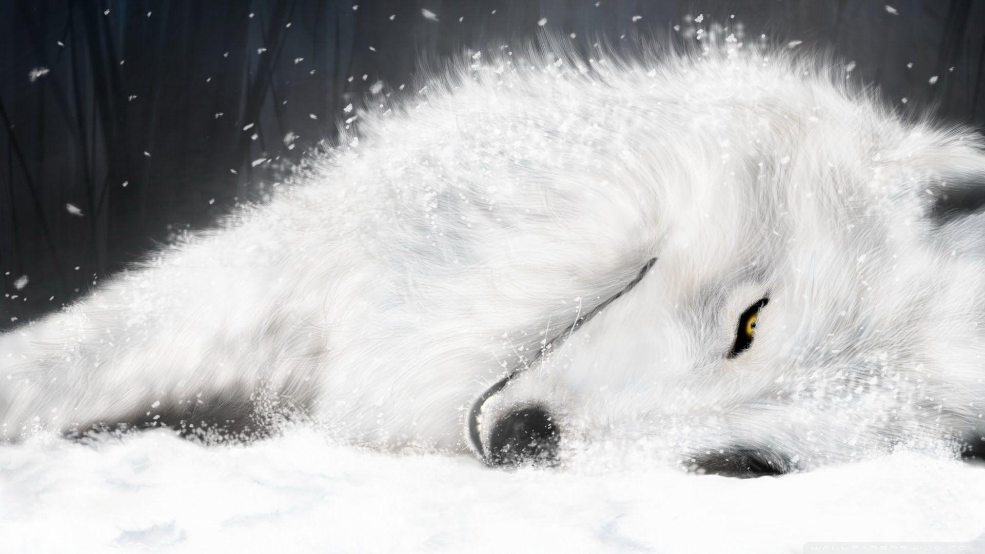 Sad Wolf Wallpapers - Top Free Sad Wolf Backgrounds - WallpaperAccess