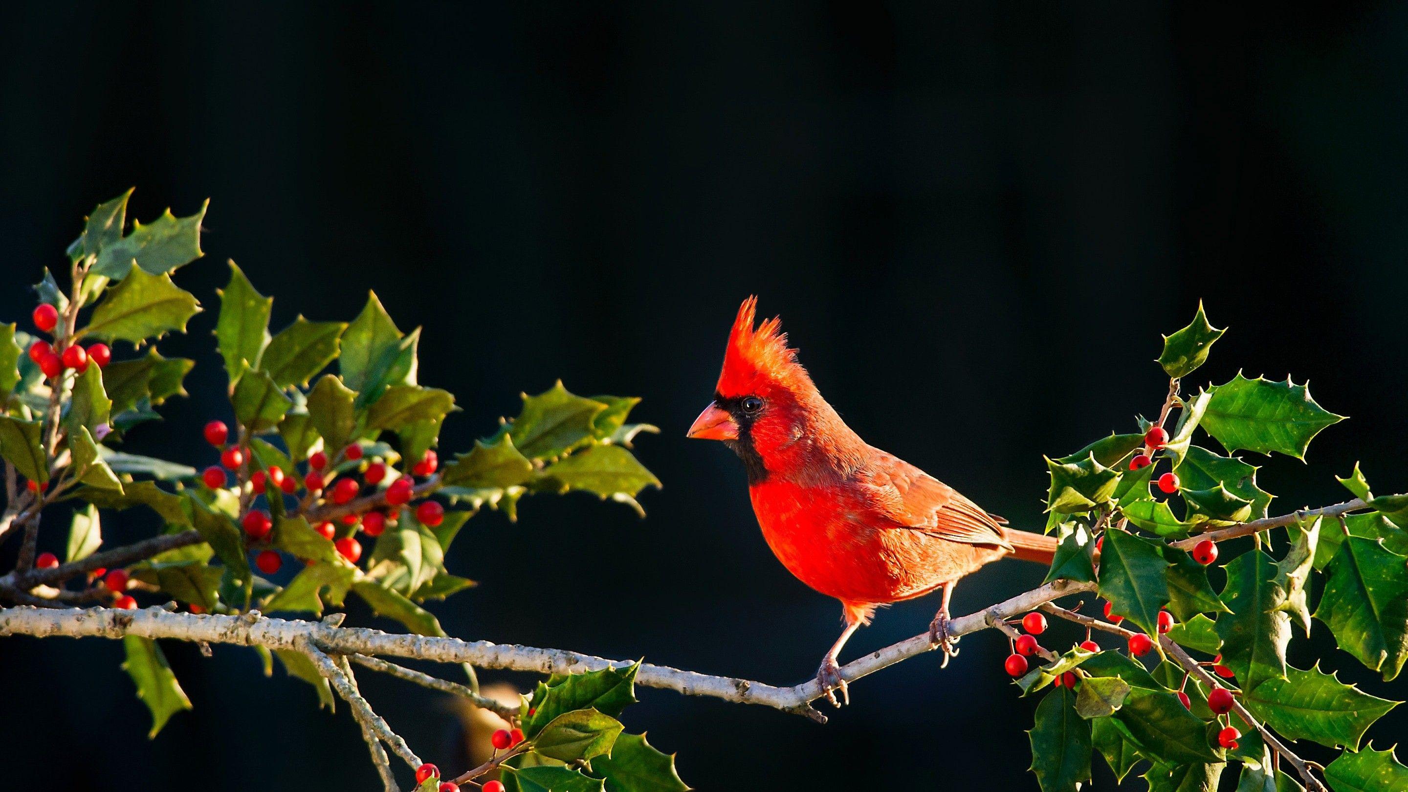 Cardinal Wallpapers - Top Free Cardinal Backgrounds - WallpaperAccess