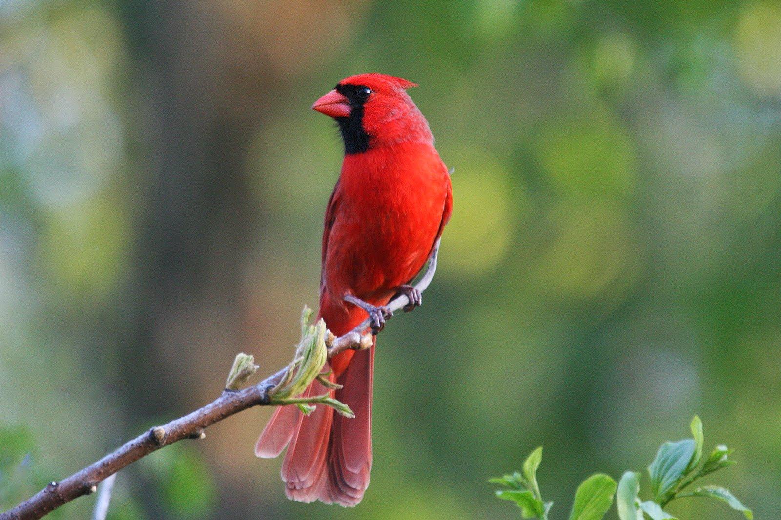 Cardinal Wallpapers - Top Free Cardinal Backgrounds - WallpaperAccess