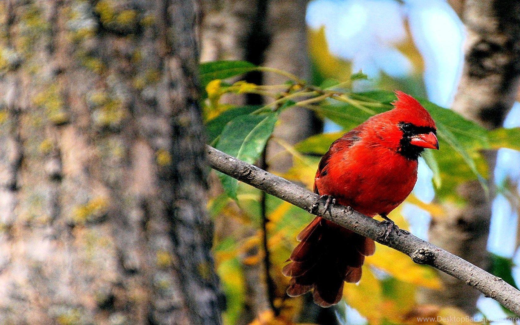 Cardinal Wallpapers - Top Free Cardinal Backgrounds - WallpaperAccess