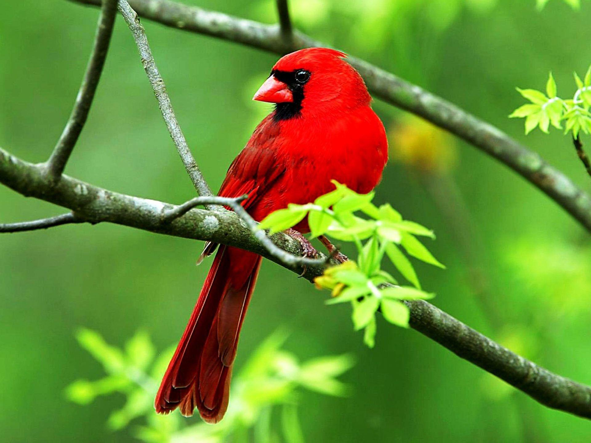 Cardinal Wallpapers - Top Free Cardinal Backgrounds - WallpaperAccess