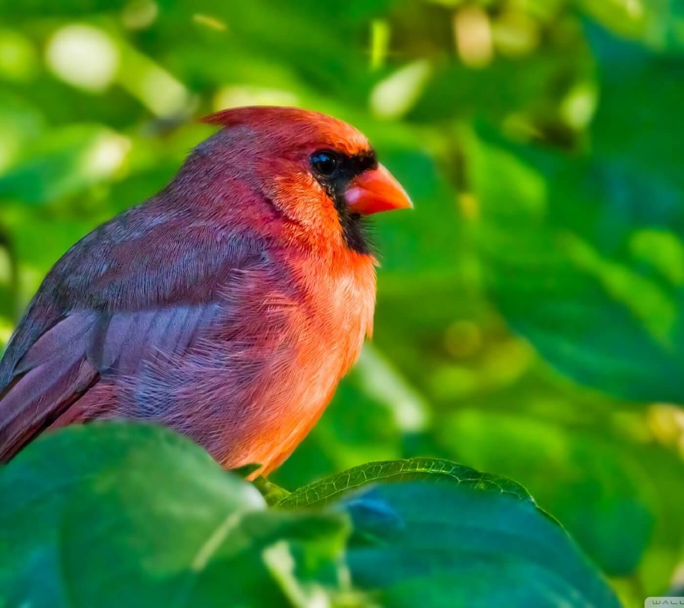 Cardinal Wallpapers - Top Free Cardinal Backgrounds - WallpaperAccess