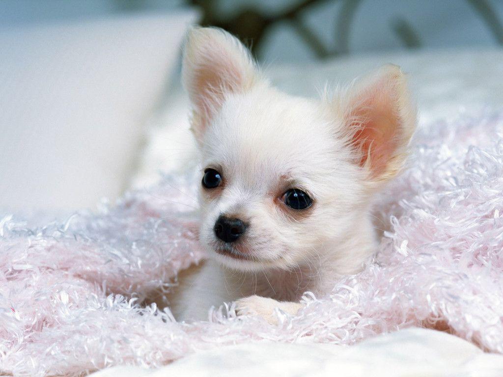 Baby Chiwawa Wallpapers - Top Free Baby Chiwawa Backgrounds ...