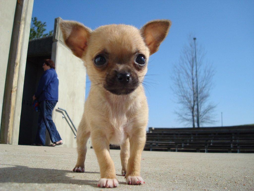 Baby Chiwawa Wallpapers - Top Free Baby Chiwawa Backgrounds ...