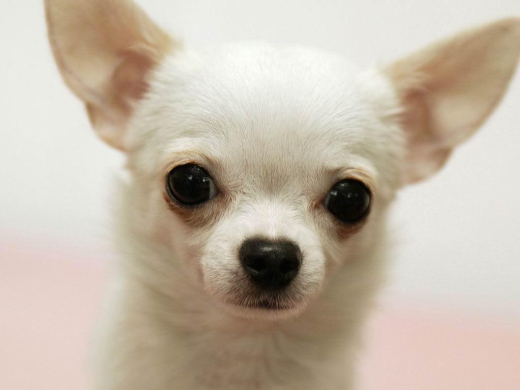 Baby Chiwawa Wallpapers - Top Free Baby Chiwawa Backgrounds ...