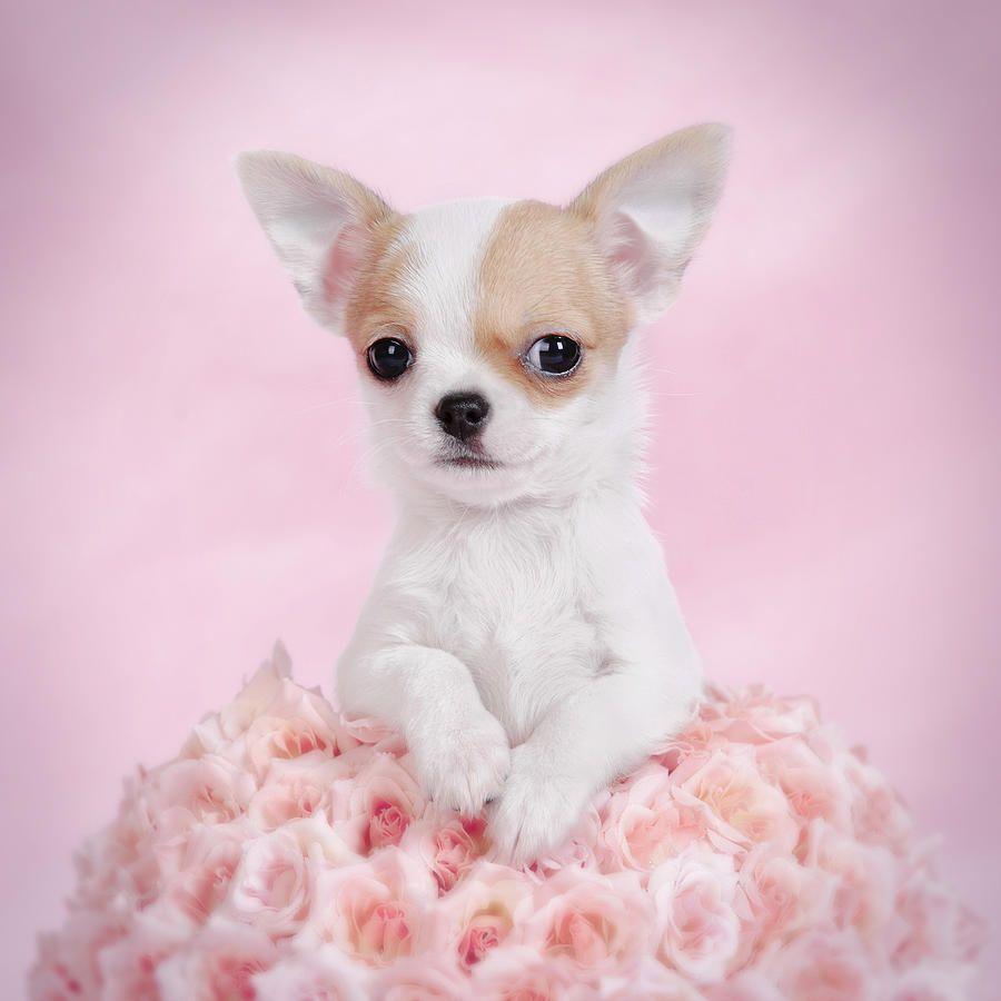 Baby Chiwawa Wallpapers - Top Free Baby Chiwawa Backgrounds ...
