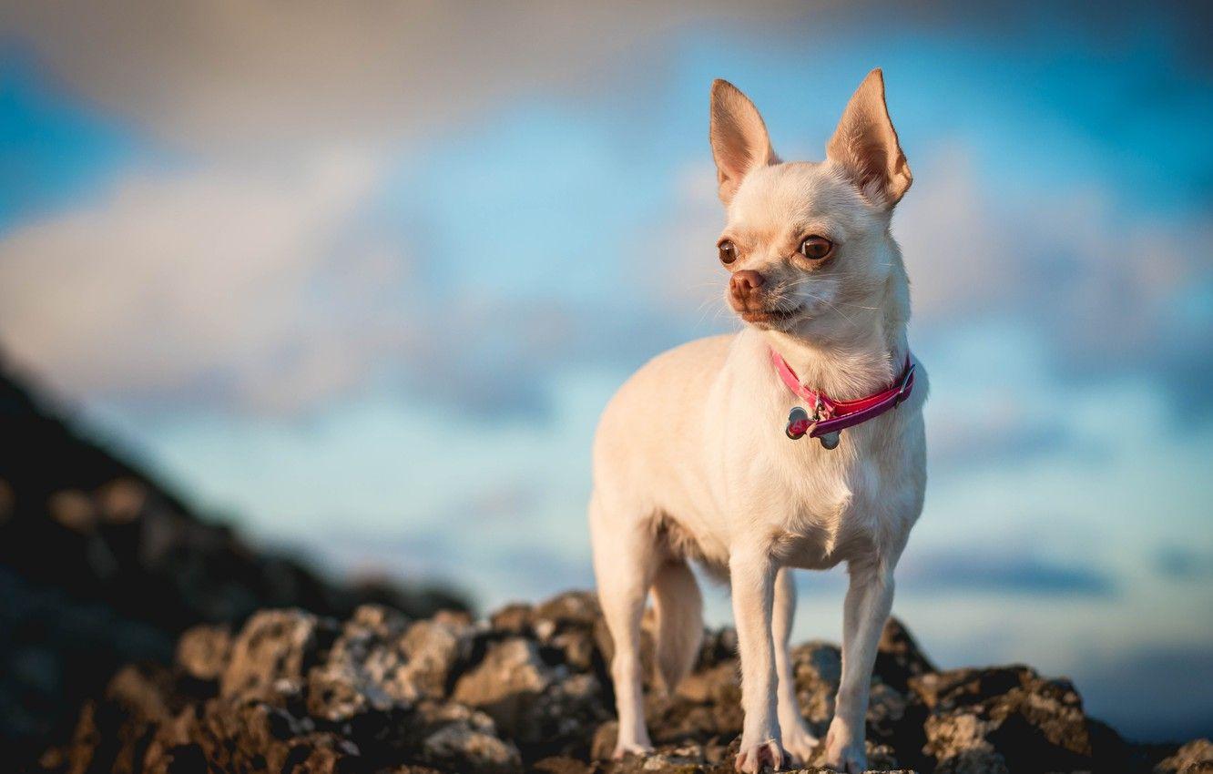 Baby Chiwawa Wallpapers - Top Free Baby Chiwawa Backgrounds ...
