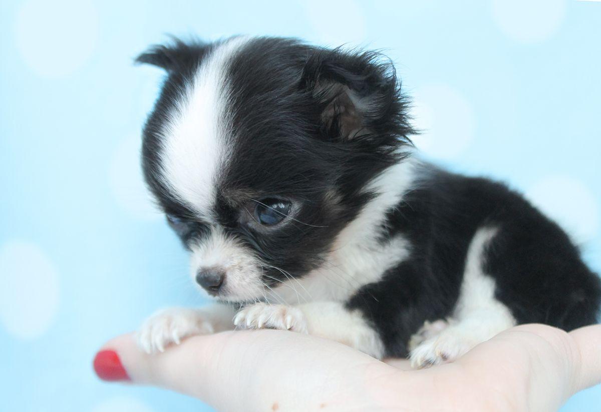 Baby Chiwawa Wallpapers - Top Free Baby Chiwawa Backgrounds ...