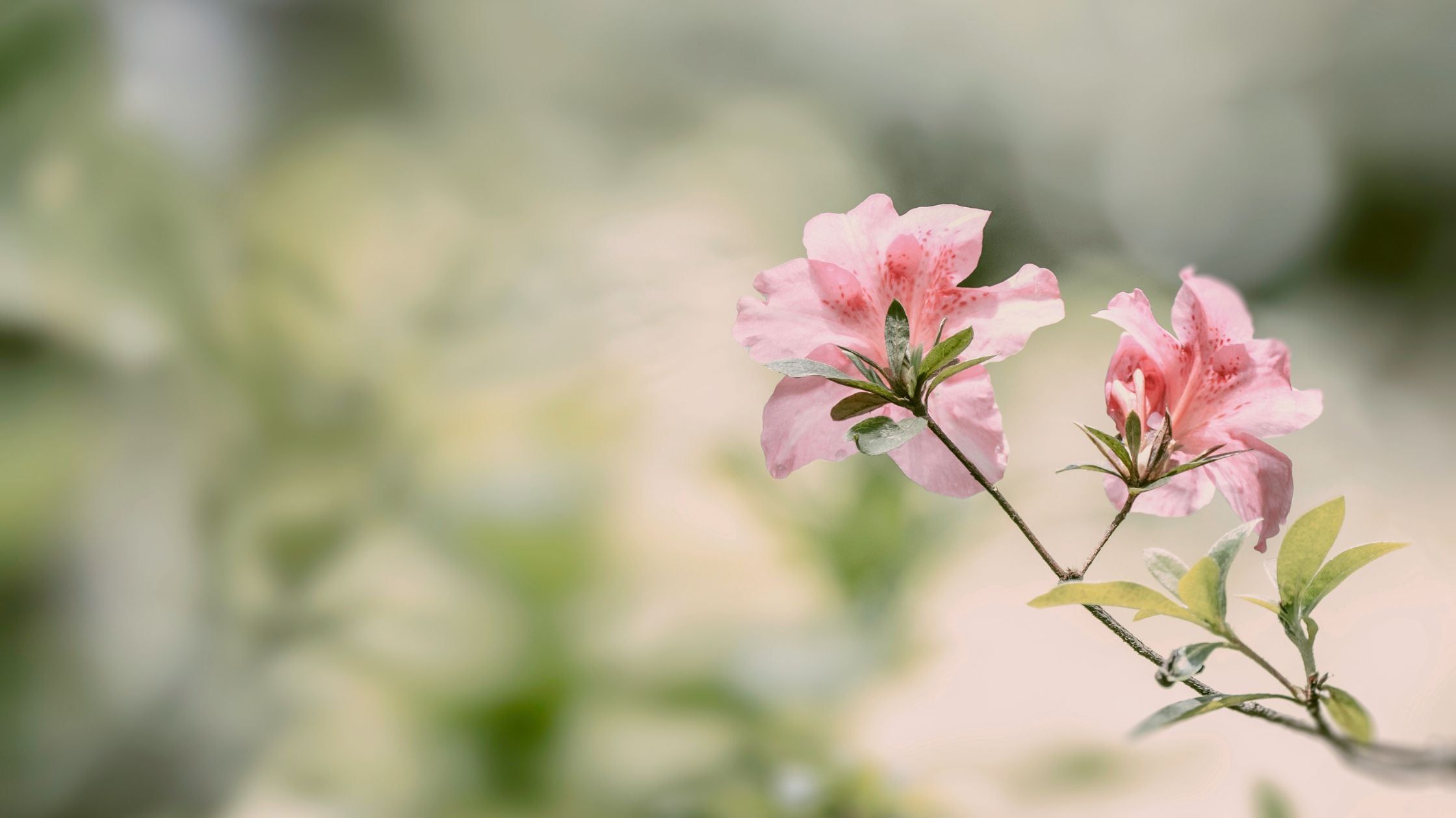 Spring Equinox Wallpapers - Top Free Spring Equinox Backgrounds ...