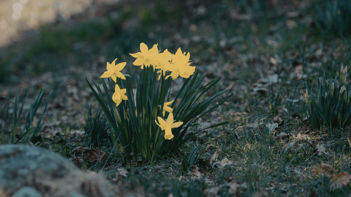 Spring Equinox Wallpapers - Top Free Spring Equinox Backgrounds ...