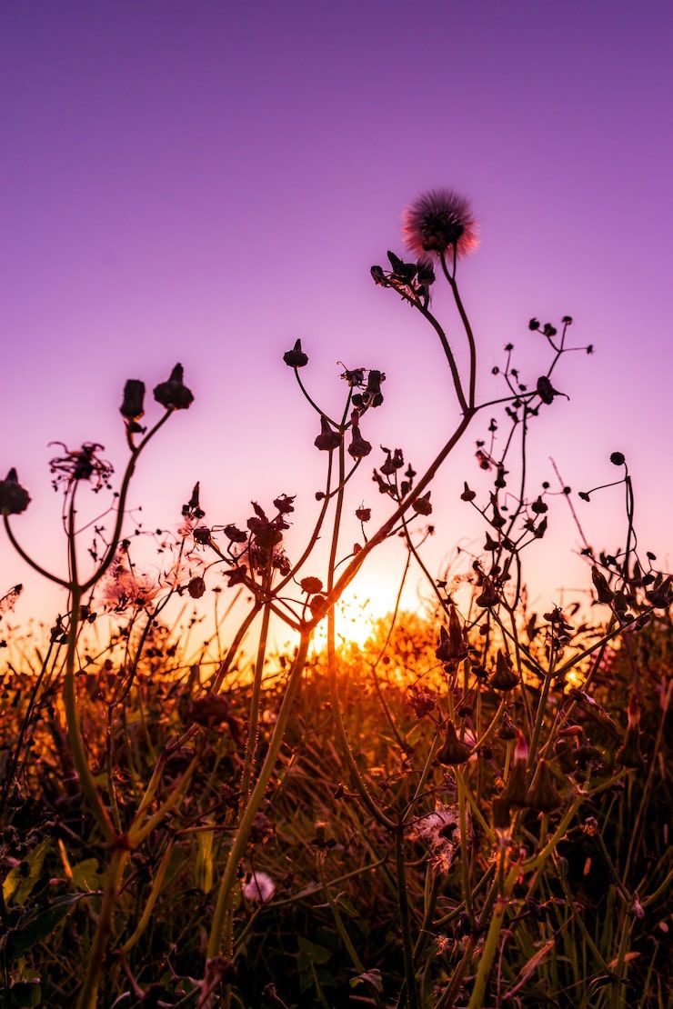 Sunset With Flowers Wallpapers - Top Free Sunset With Flowers ...