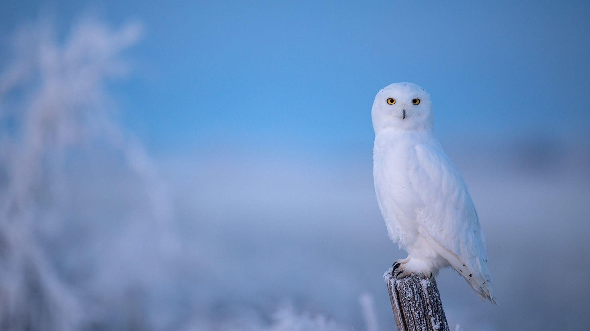 Cute Summer Owl Wallpapers - Top Free Cute Summer Owl Backgrounds ...