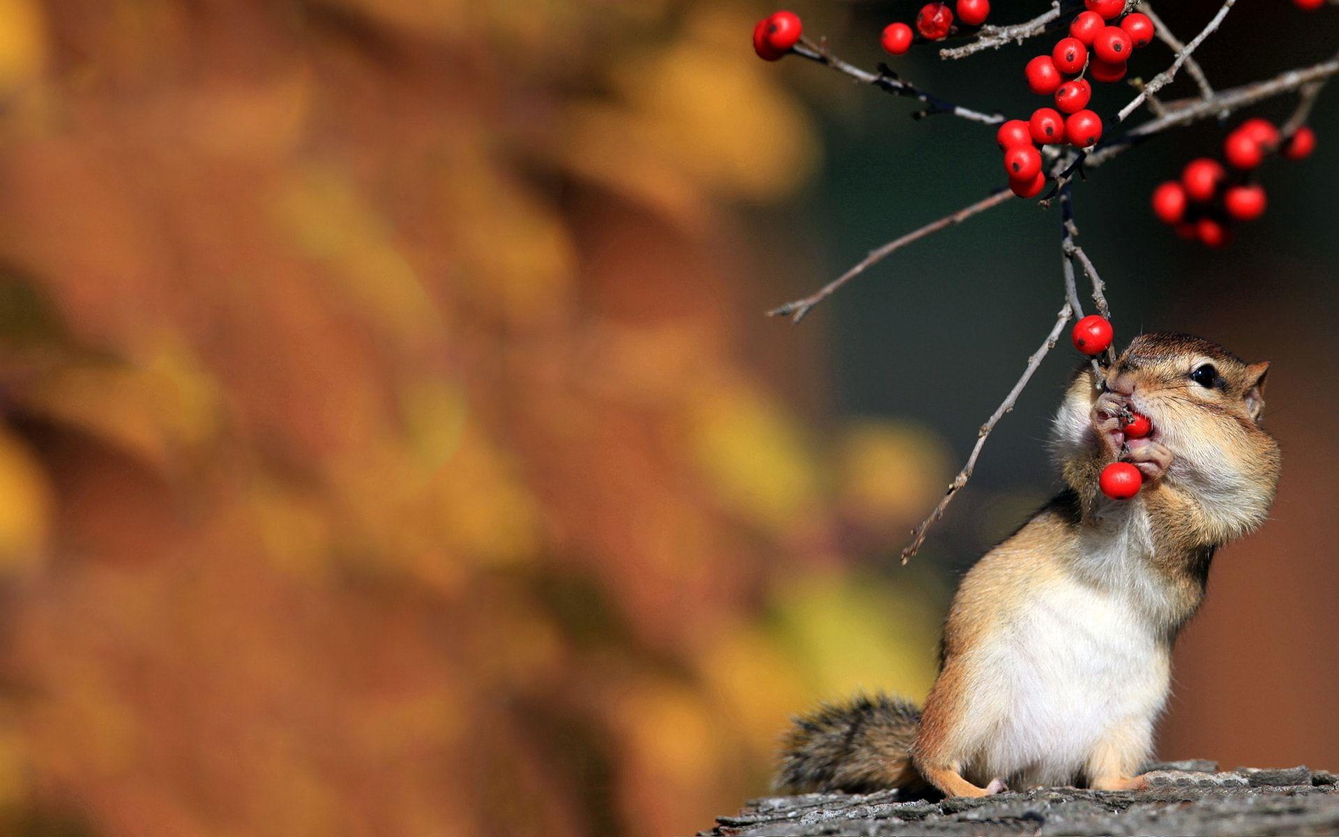 Chipmunk Wallpapers - Top Free Chipmunk Backgrounds - WallpaperAccess