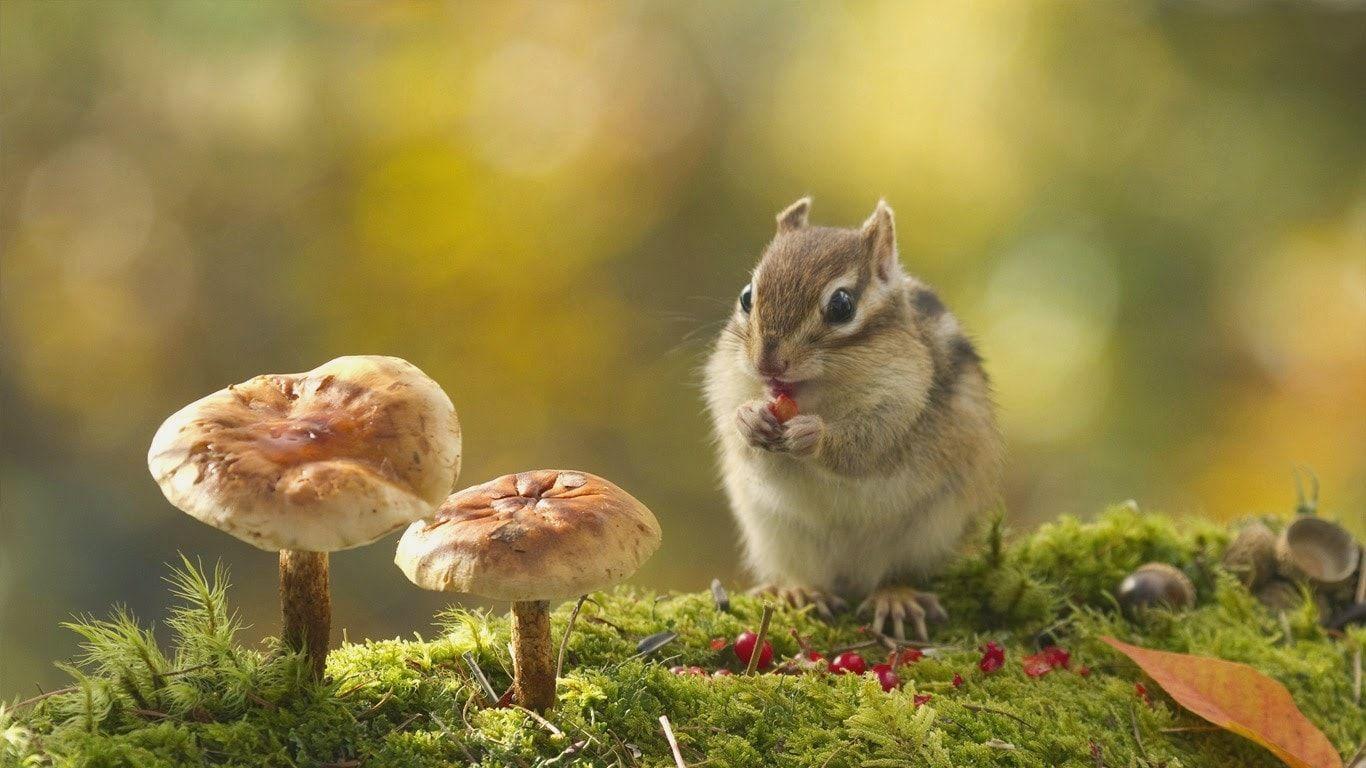 Chipmunk Wallpapers - Top Free Chipmunk Backgrounds - WallpaperAccess