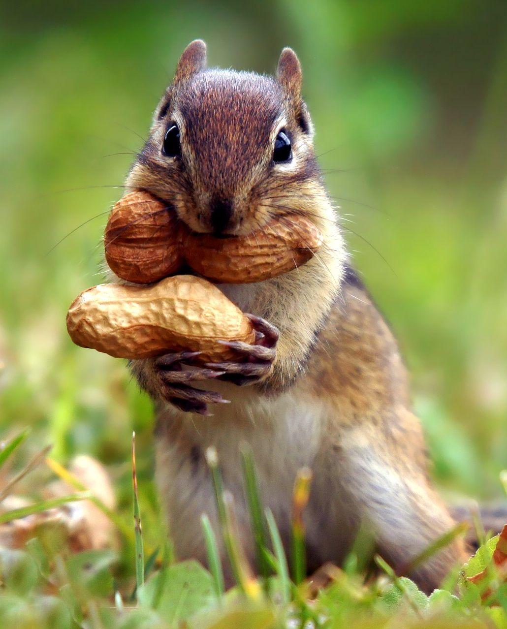 Chipmunk Wallpapers - Top Free Chipmunk Backgrounds - WallpaperAccess